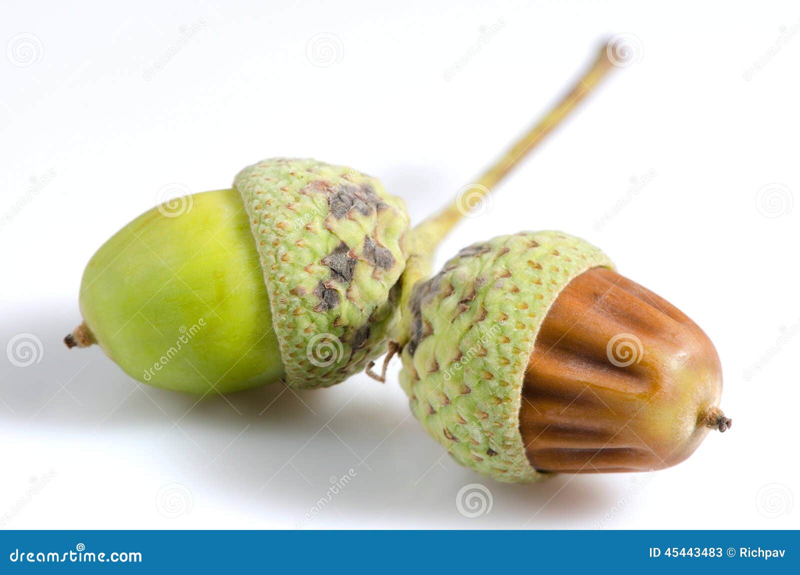 Two acorns stock image. Image of nature, growth, closeup - 45443483