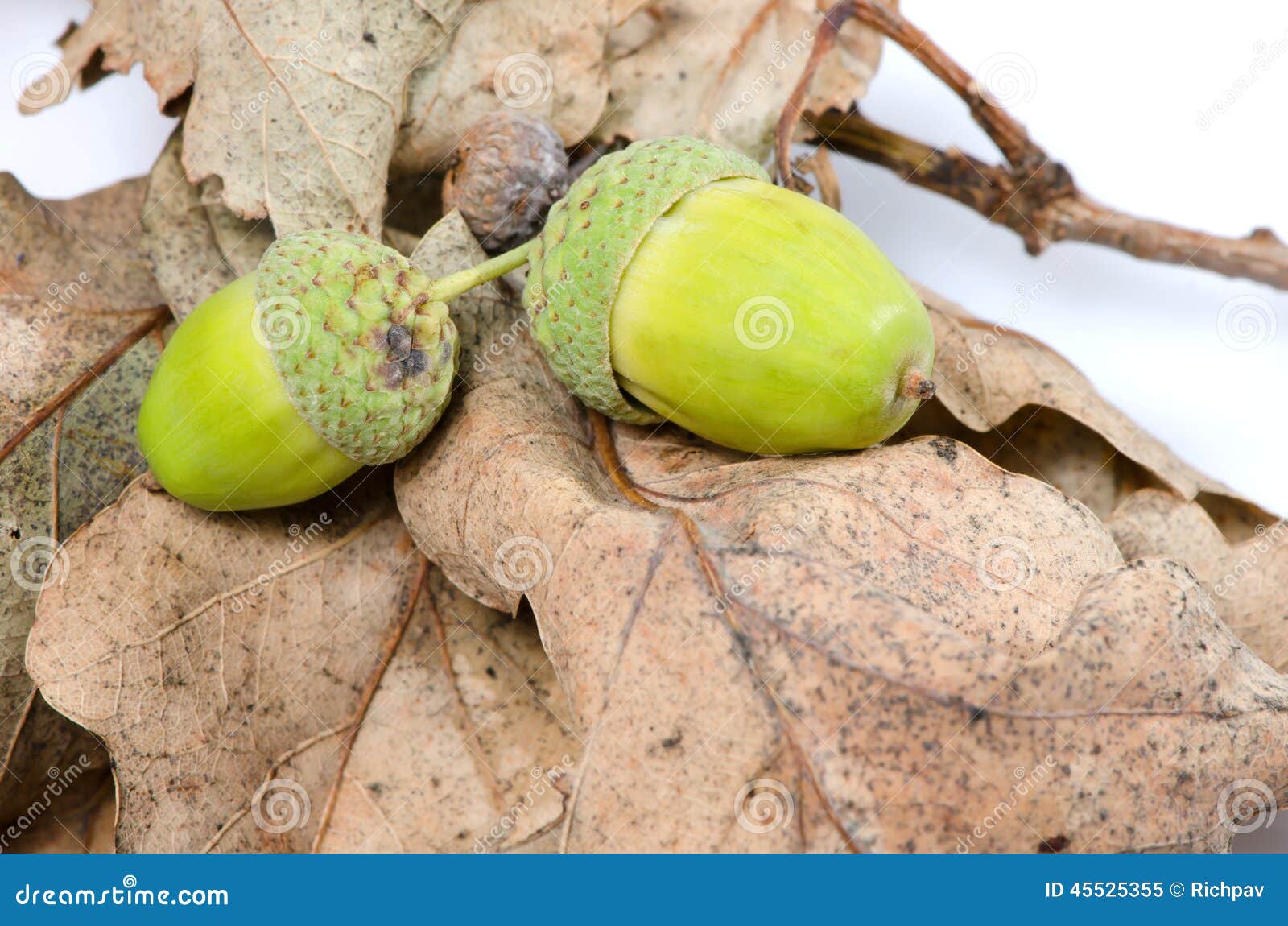 Two acorns stock image. Image of nuts, fruit, acorns - 45525355
