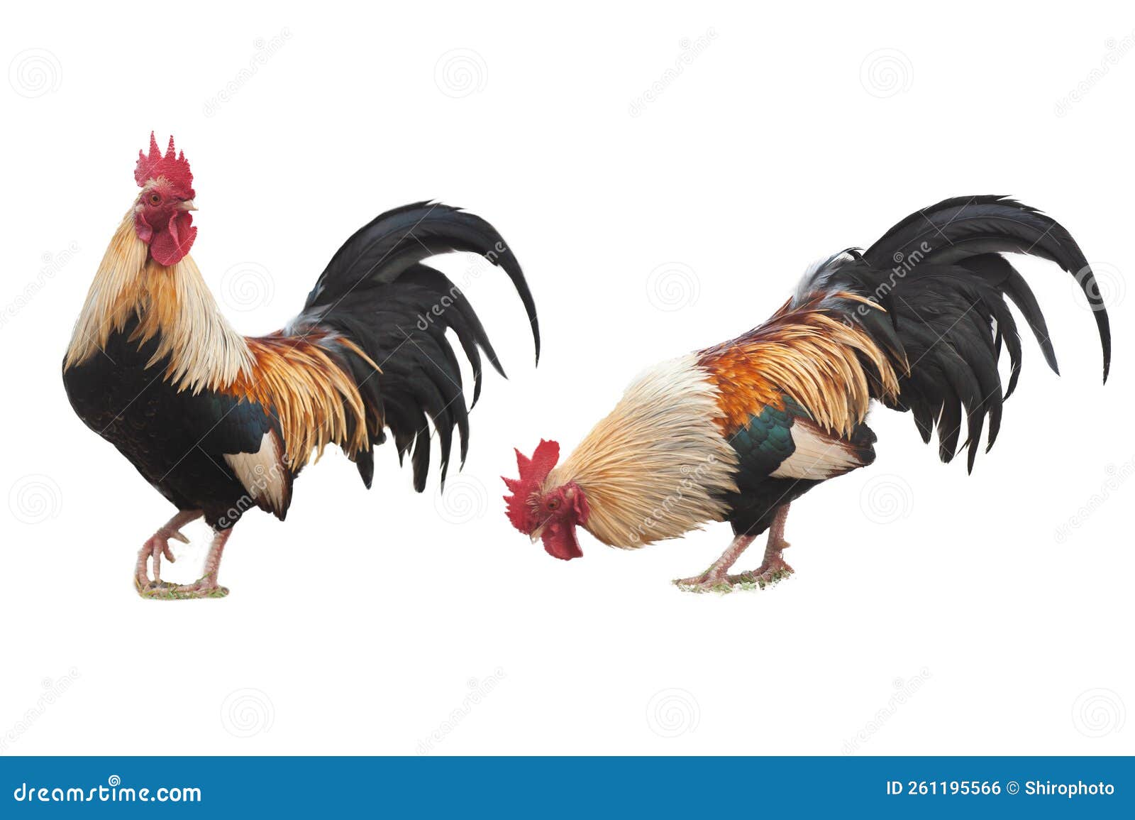 Two action of chicken stock photo. Image of comb, animals - 261195566