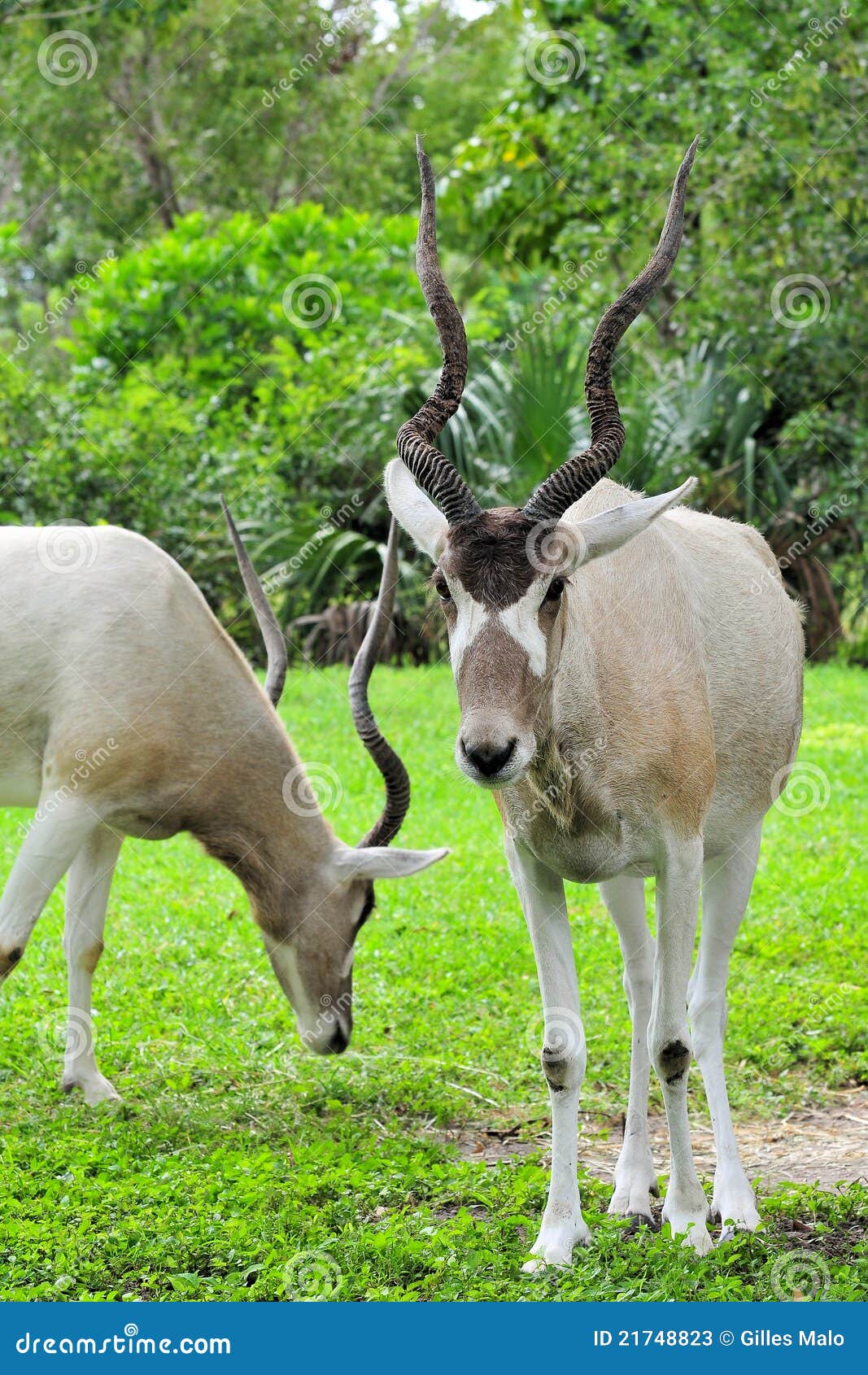 Two Addax Antelopes stock image. Image of ground, asia - 21748823