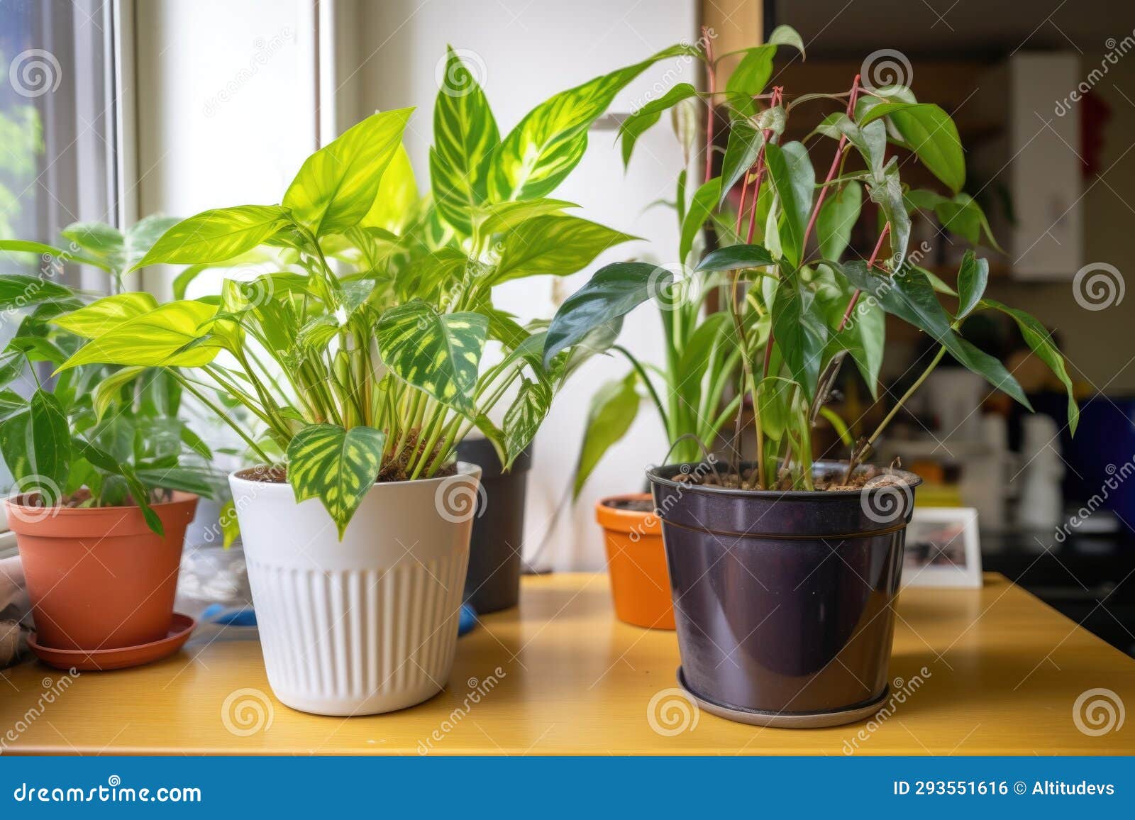 Two Adjacent House Plants, One Wilted, One Thriving Stock Photo - Image ...
