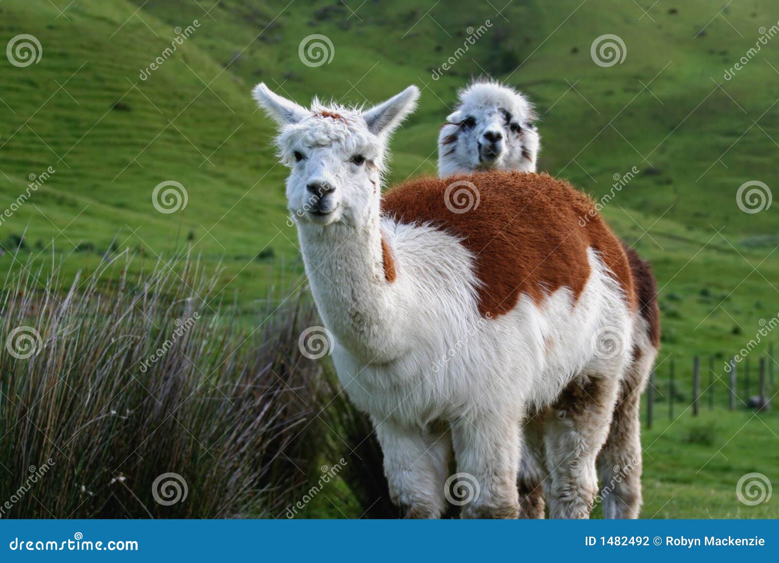 Two Adorable Alpacas stock photo. Image of white, exotic - 1482492