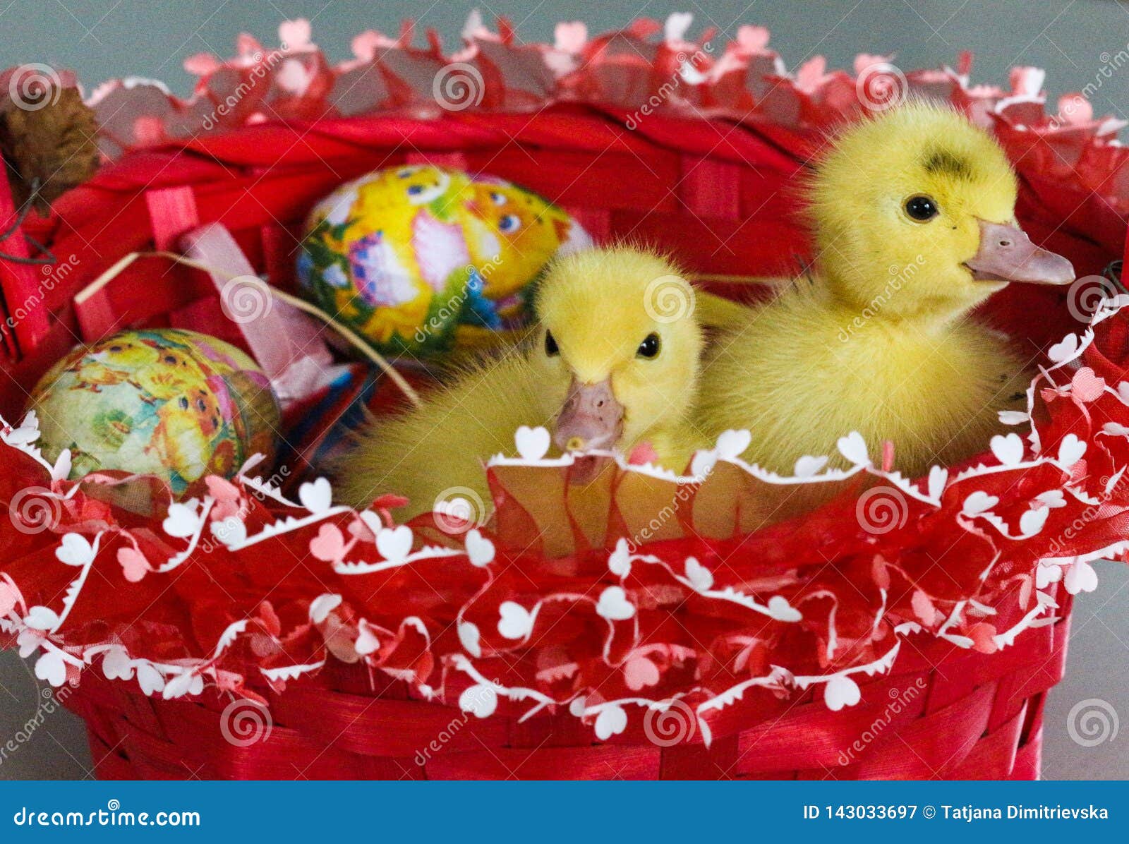 Baby Ducks and the Easter Basket Stock Image - Image of early, eggsn: 143033697