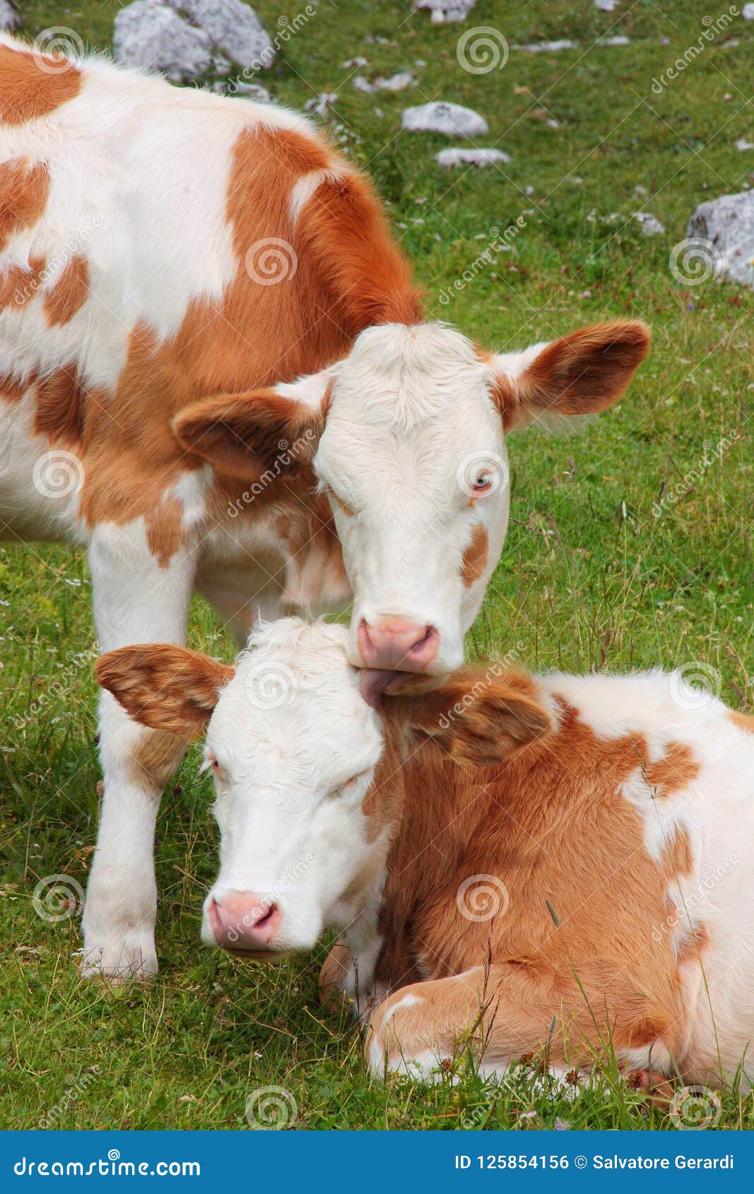 Two Adorable Calves Hugging and Snuggling Stock Photo - Image of baby ...