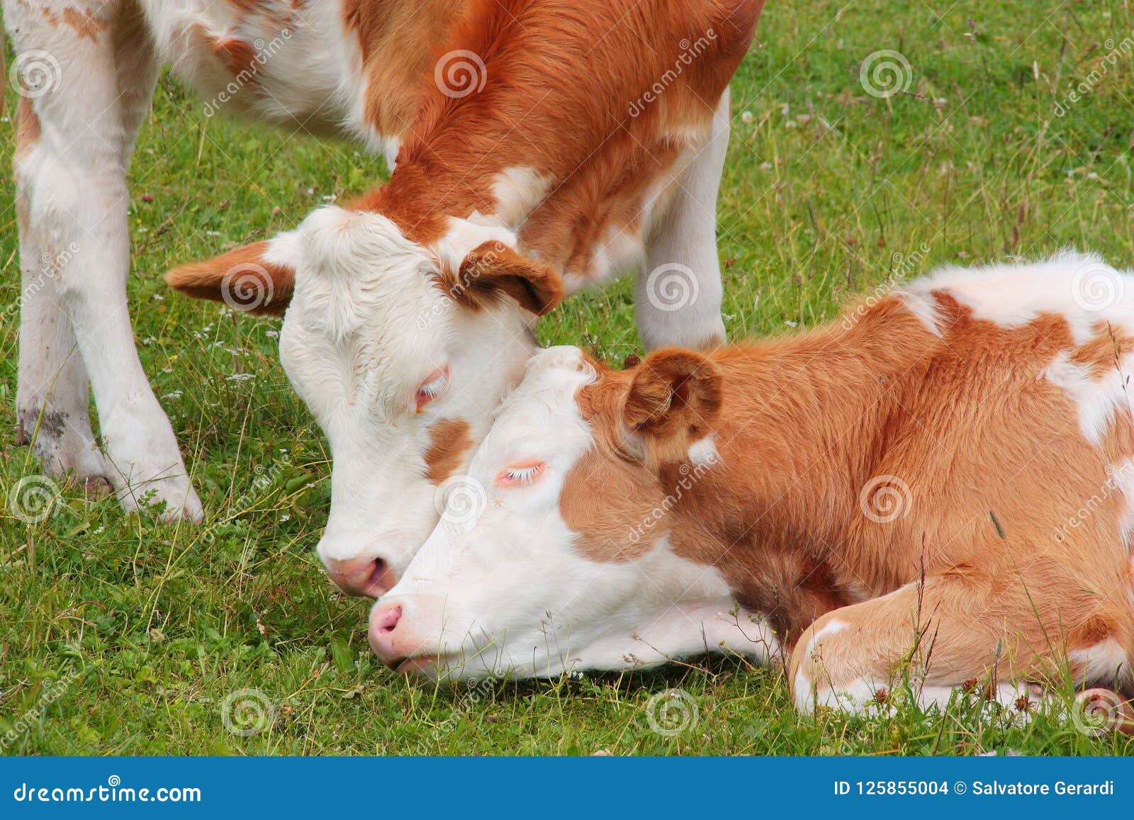 Two Adorable Calves Hugging and Snuggling Stock Photo - Image of ...