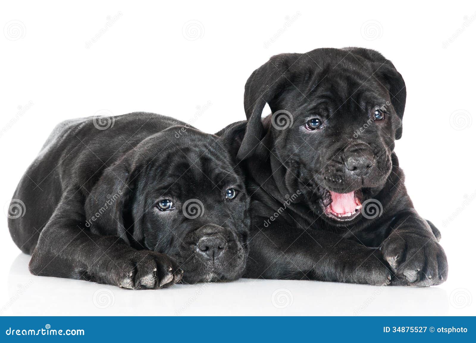 Two Adorable Cane Corso Puppies Stock Image - Image of looking, black ...
