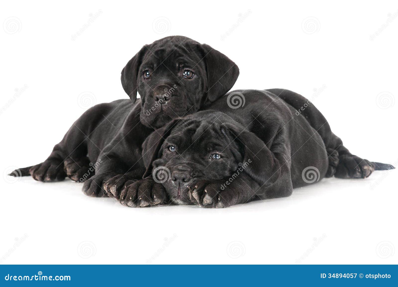 Two Adorable Cane Corso Puppies Stock Image - Image of black, guard ...