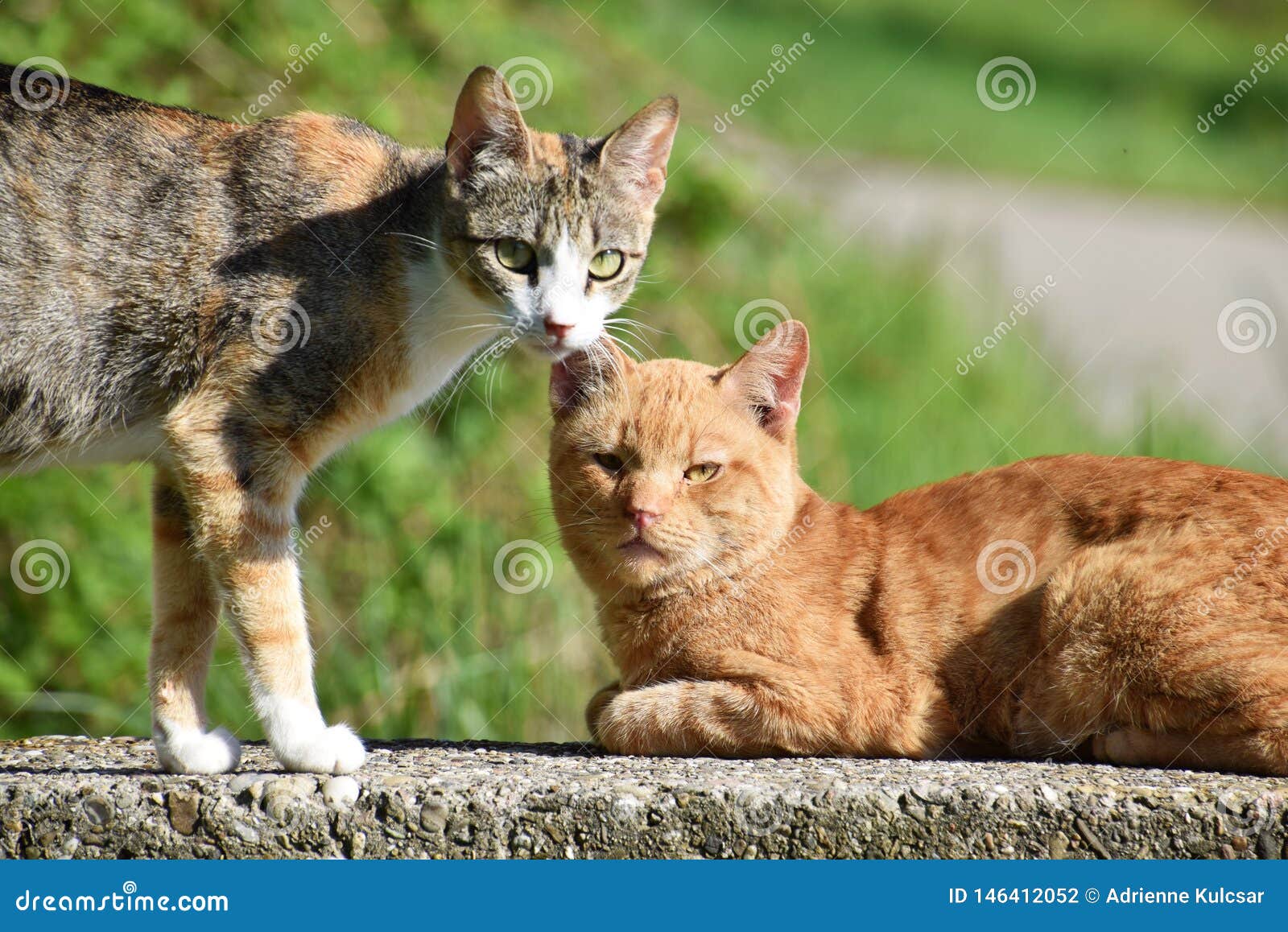 Two Adorable Cat Looking in the Camera Stock Photo - Image of kitty ...