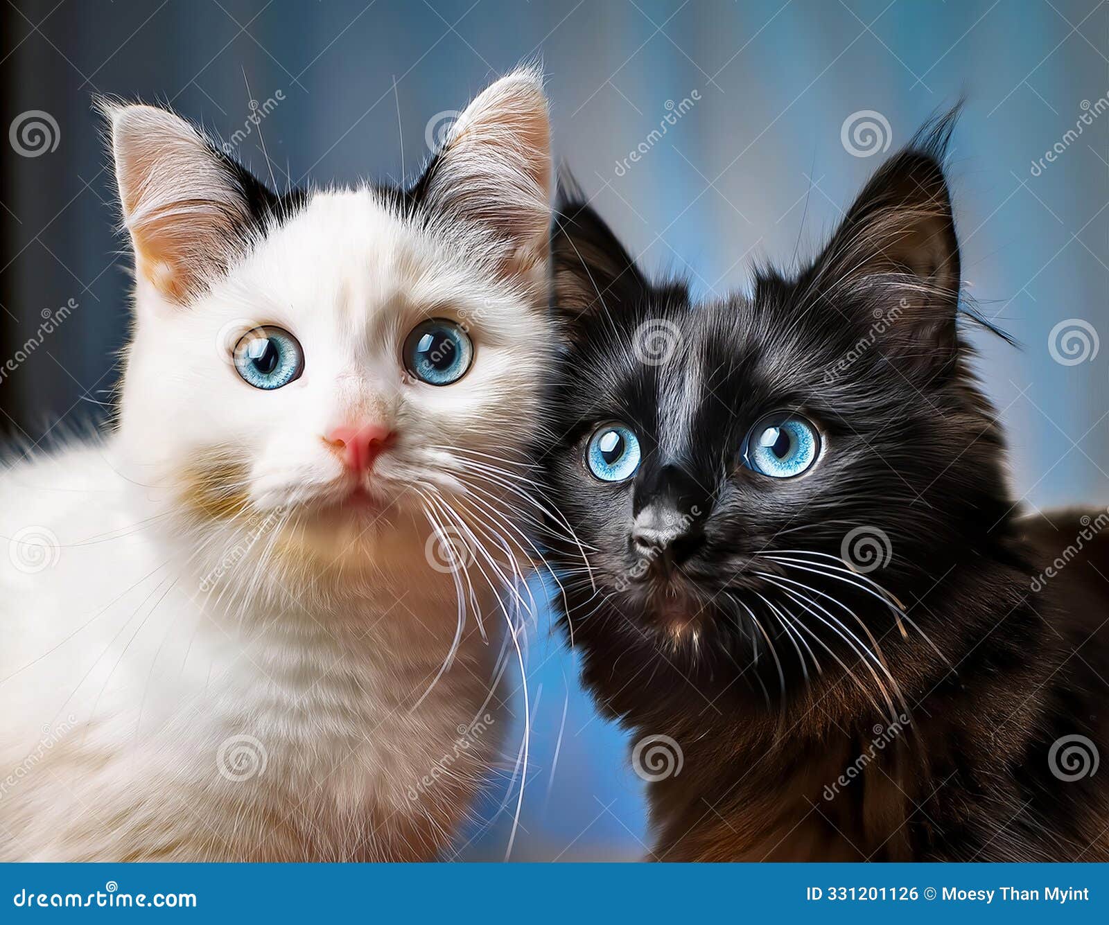 Two Adorable Cats of Black and White Cuddling Each Other Stock ...