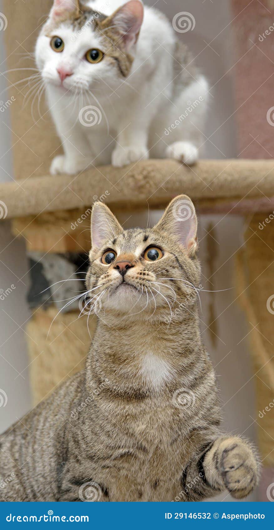Two adorable cats playing stock photo. Image of kitty - 29146532