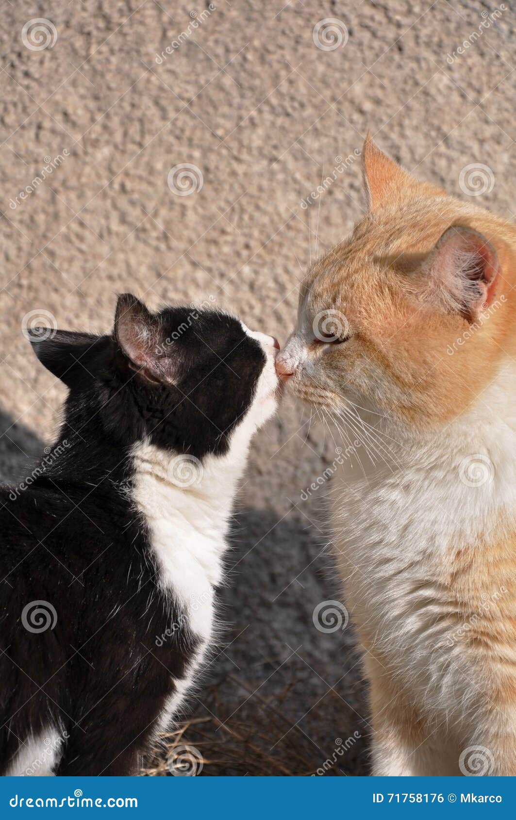 Two adorable cats playing stock photo. Image of animal - 71758176