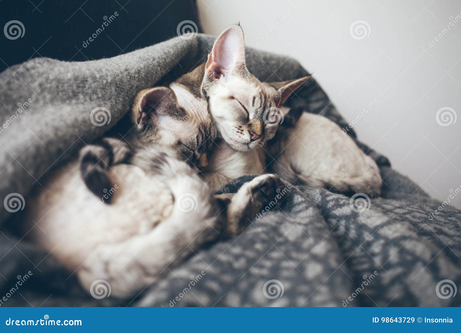 Two Adorable and Cute Devon Rex Cats. Stock Image - Image of cats ...