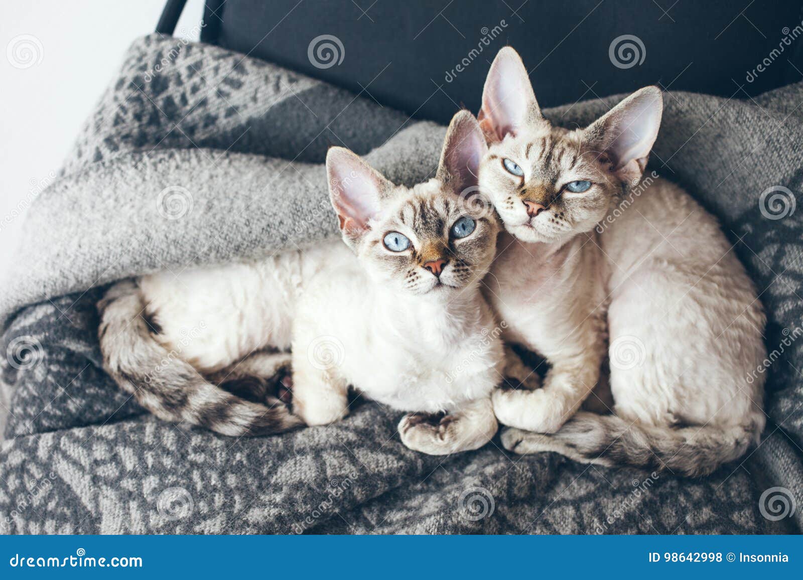 Two Adorable and Cute Devon Rex Cats. Stock Photo - Image of looking ...