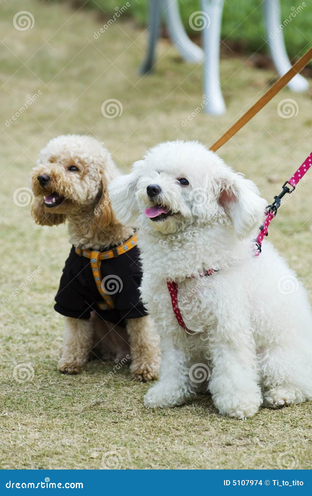 Two adorable dogs stock photo. Image of blond, adorable - 5107974