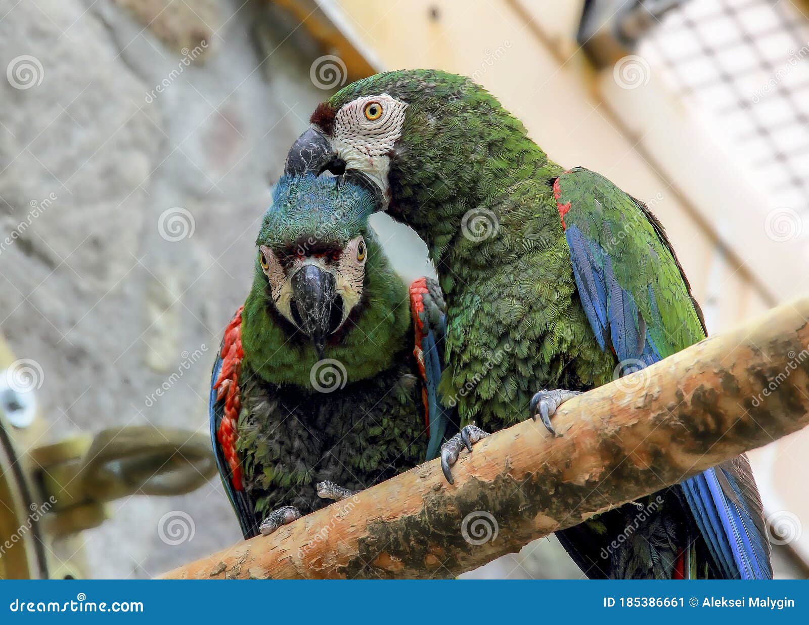 A Two Adorable Green Parrots Stock Image - Image of color, colorful ...
