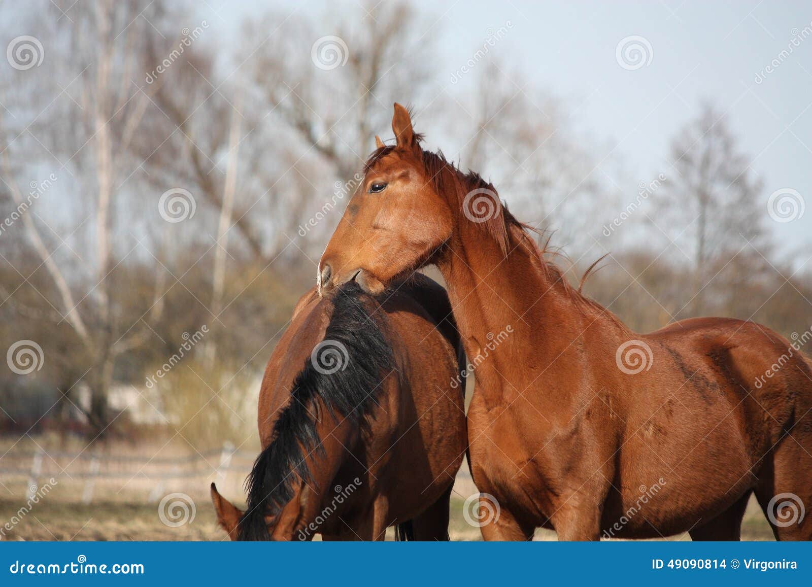 Two Adorable Horses Nuzzling Each Other Stock Photo - Image of horse ...