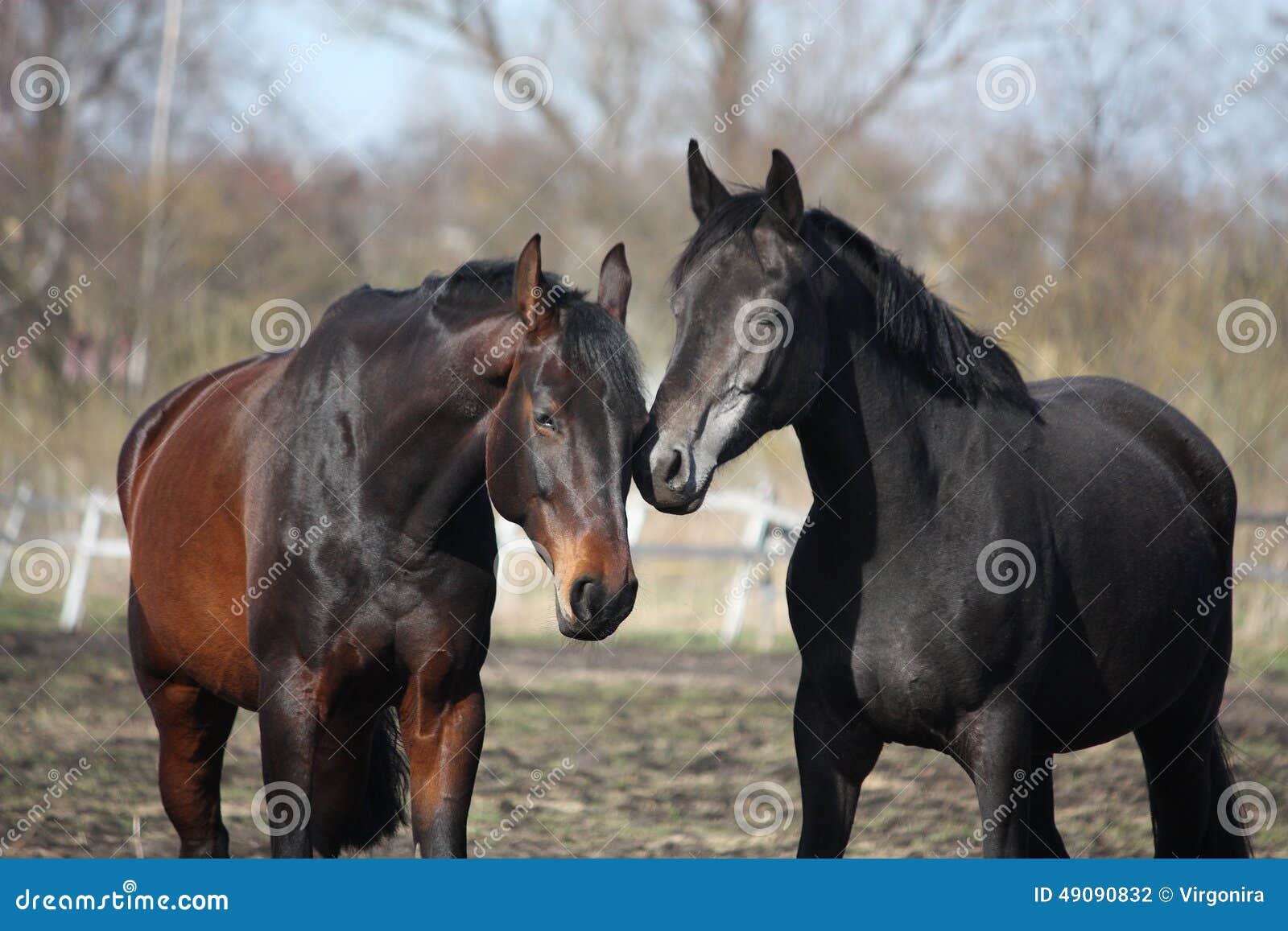 Two Adorable Horses Nuzzling Each Other Stock Photo - Image of equine ...