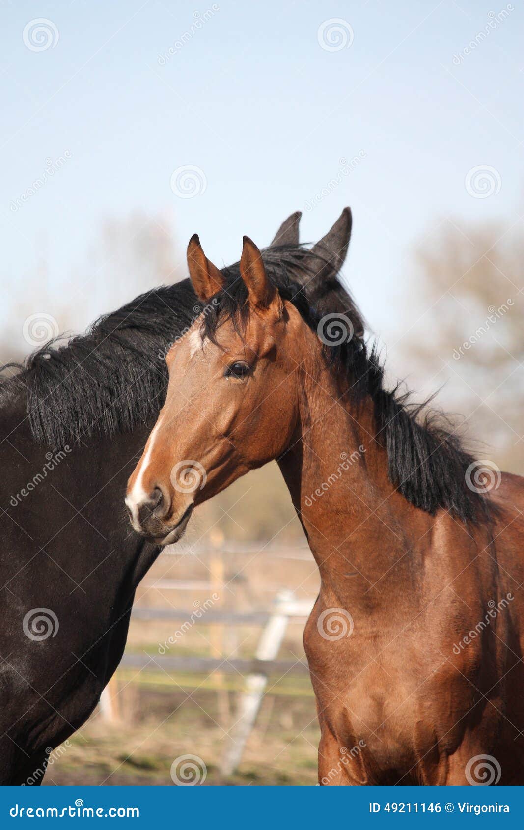 Two Adorable Horses Nuzzling Each Other Stock Photo - Image of horse ...