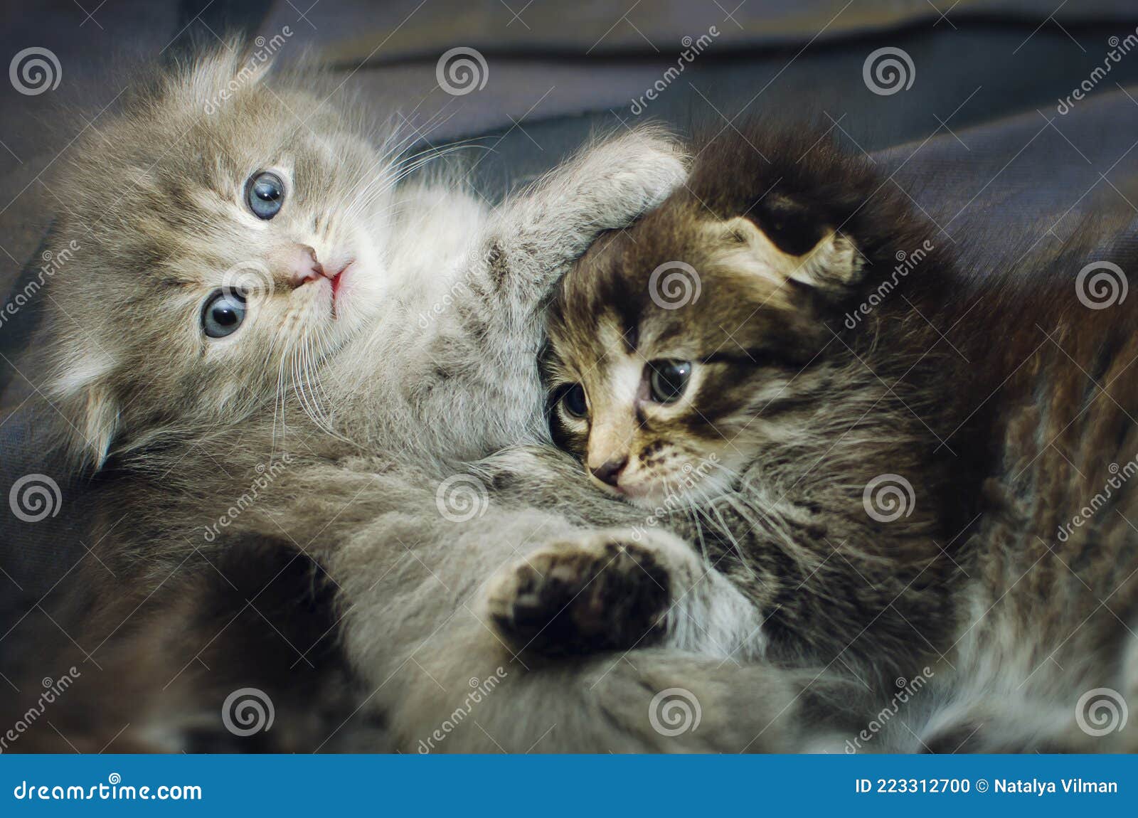 Two Adorable Kittens are Playing Together Stock Photo - Image of mammal ...