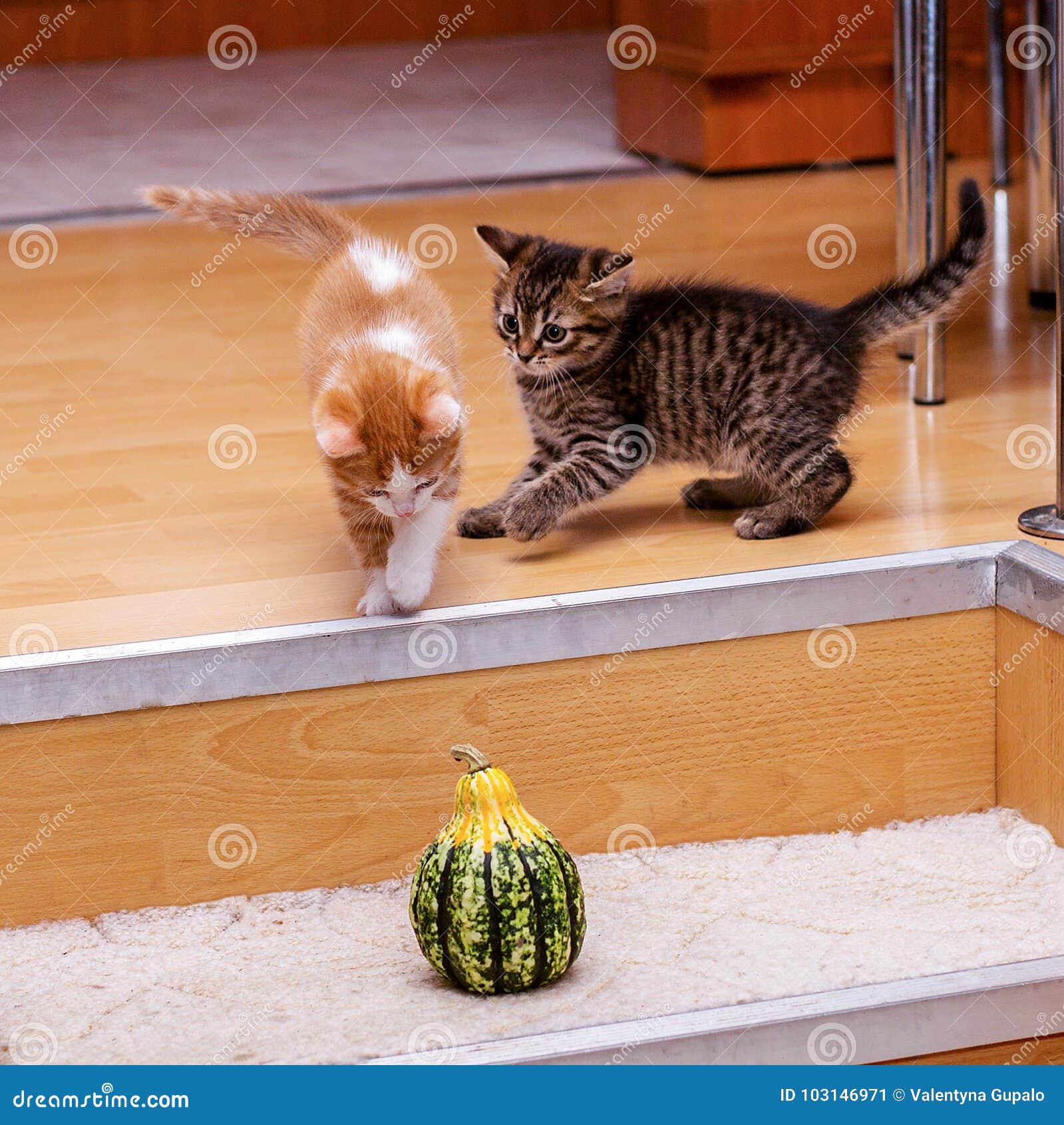 Two Adorable Kittens Playing Together. Stock Image - Image of charming ...