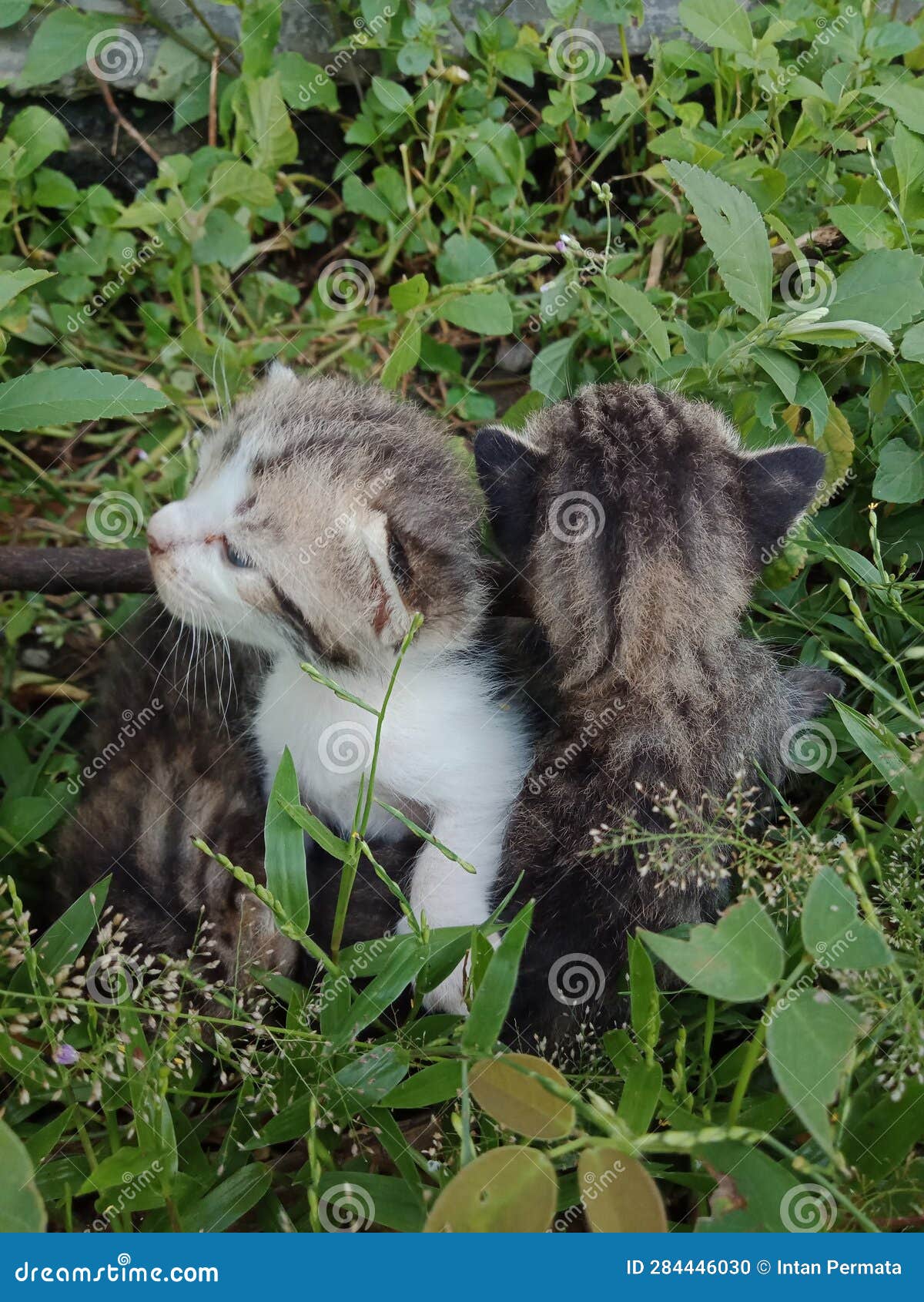 Two Adorable Kittens are Sitting Together. Kitten Outdoors. Stock Photo ... Two Adorable Kittens are Sitting Together. Kitten Outdoors. Stock Photo ...