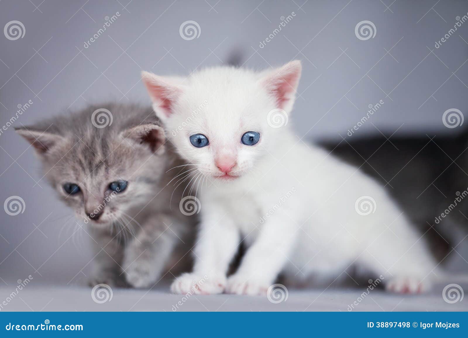 Two adorable kittens stock photo. Image of scare, animal - 38897498