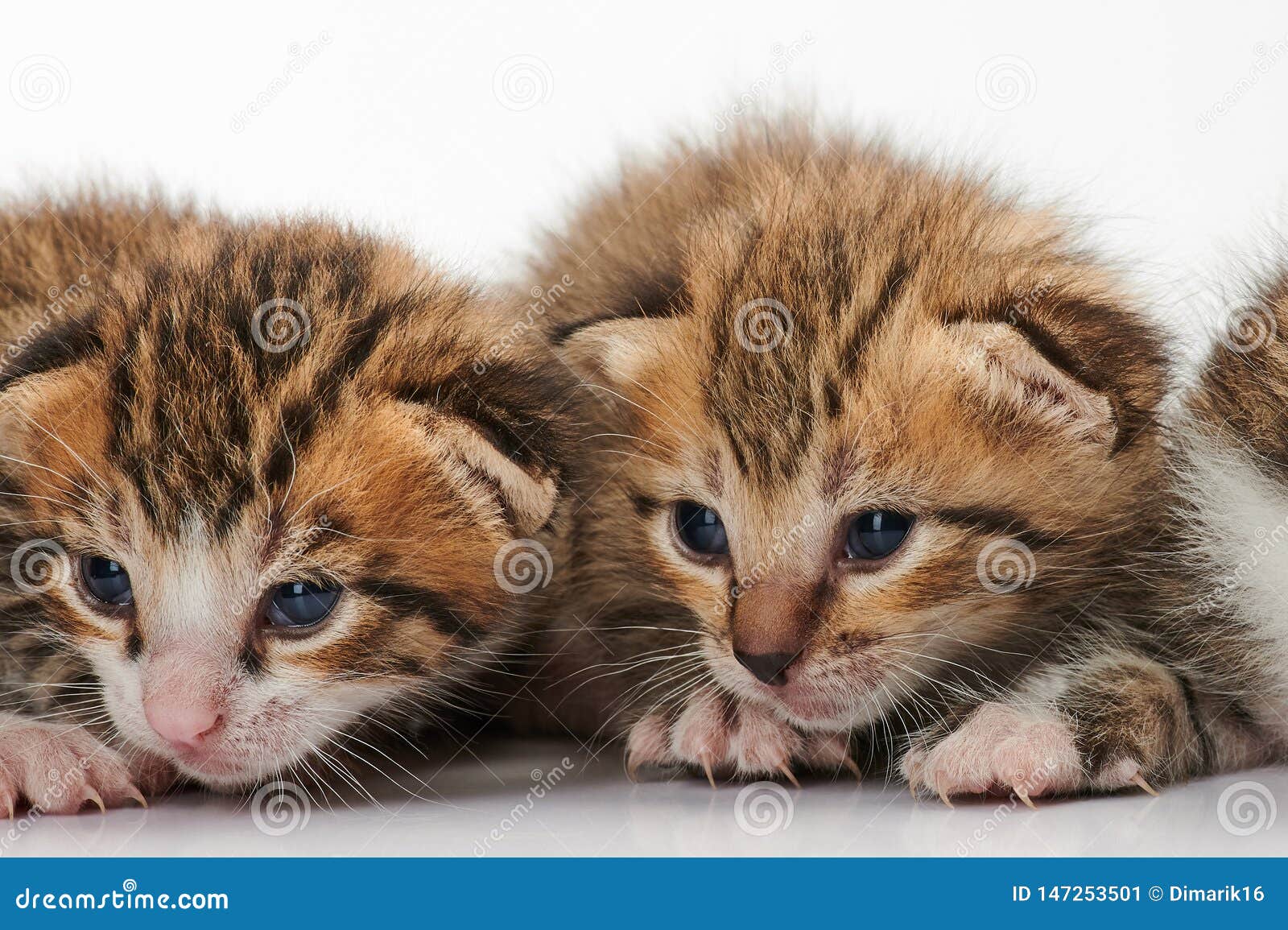 Two adorable kitty stock image. Image of animal, group - 147253501