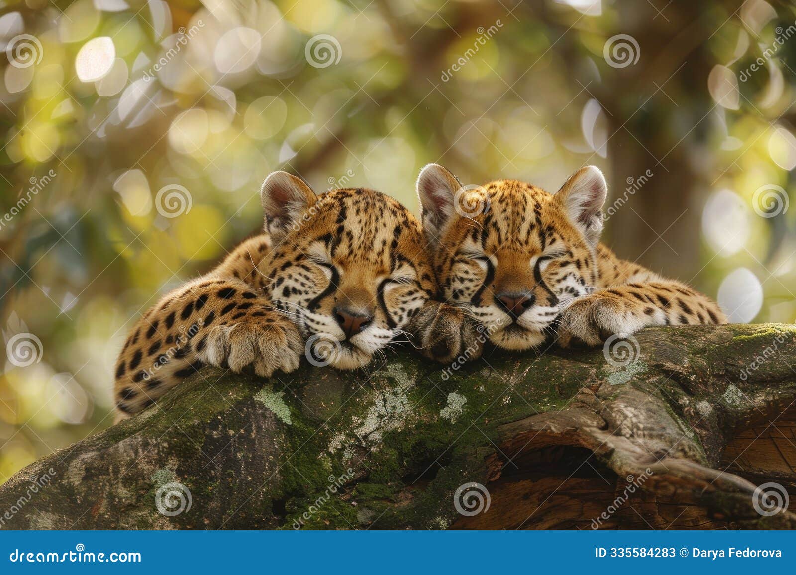 Two Adorable Leopard Cubs Napping on a Tree Branch in a Sunlit Forest ...