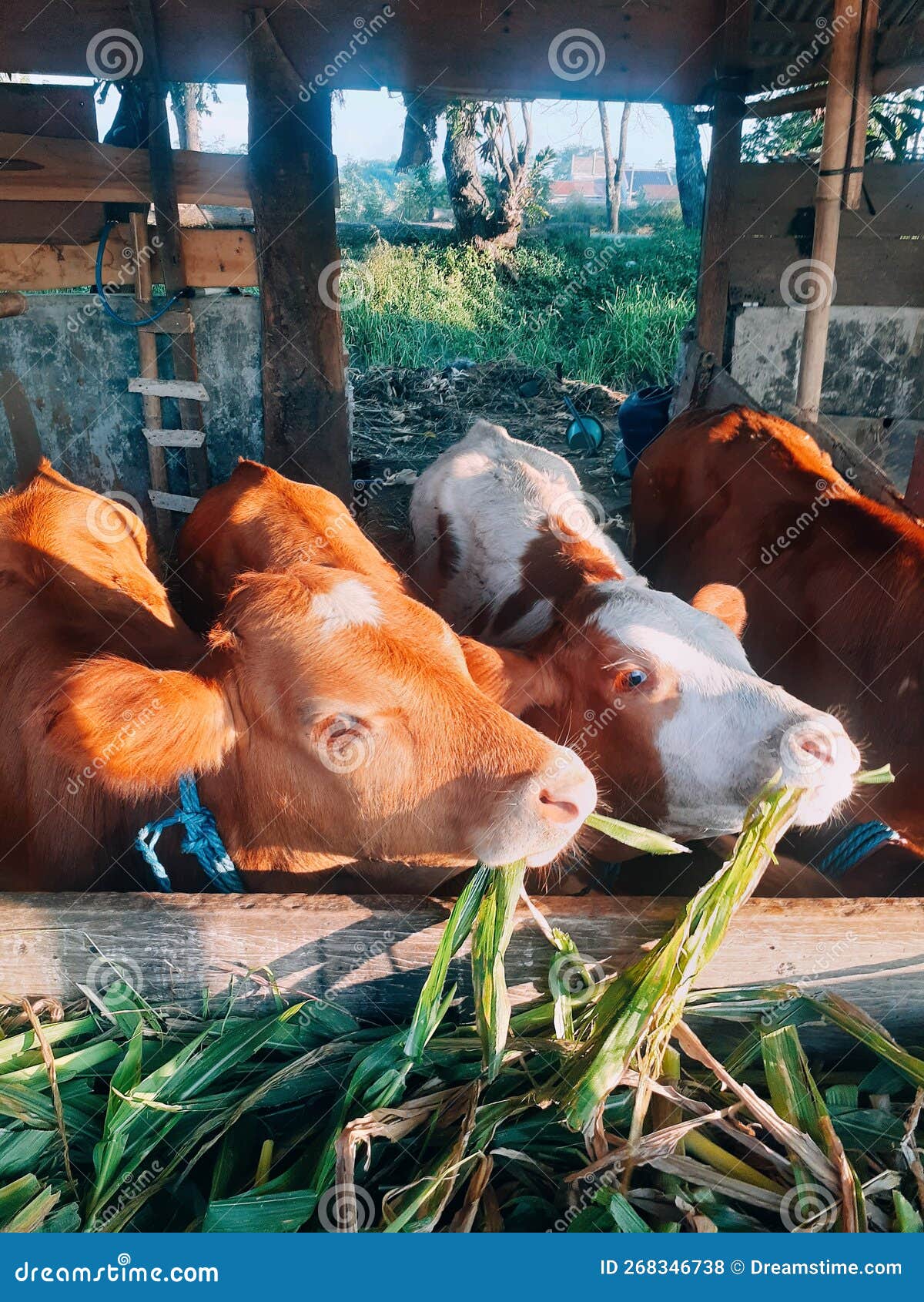 Two Adorable Little Cow stock photo. Image of farm, mammal - 268346738