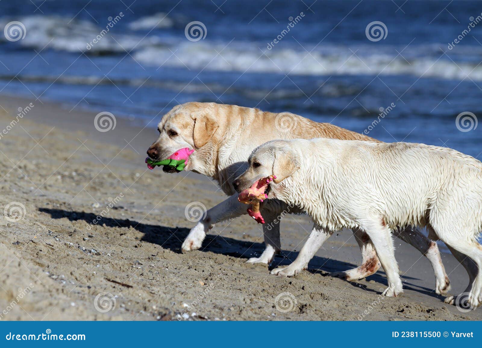 Two Adorable Nice Yellow Labradors Playing at the Seashore Stock Photo ...
