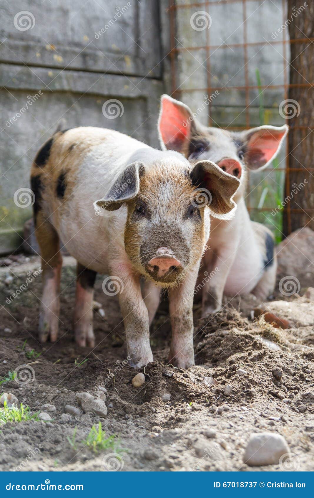 Two adorable piglets stock image. Image of happy, curious - 67018737
