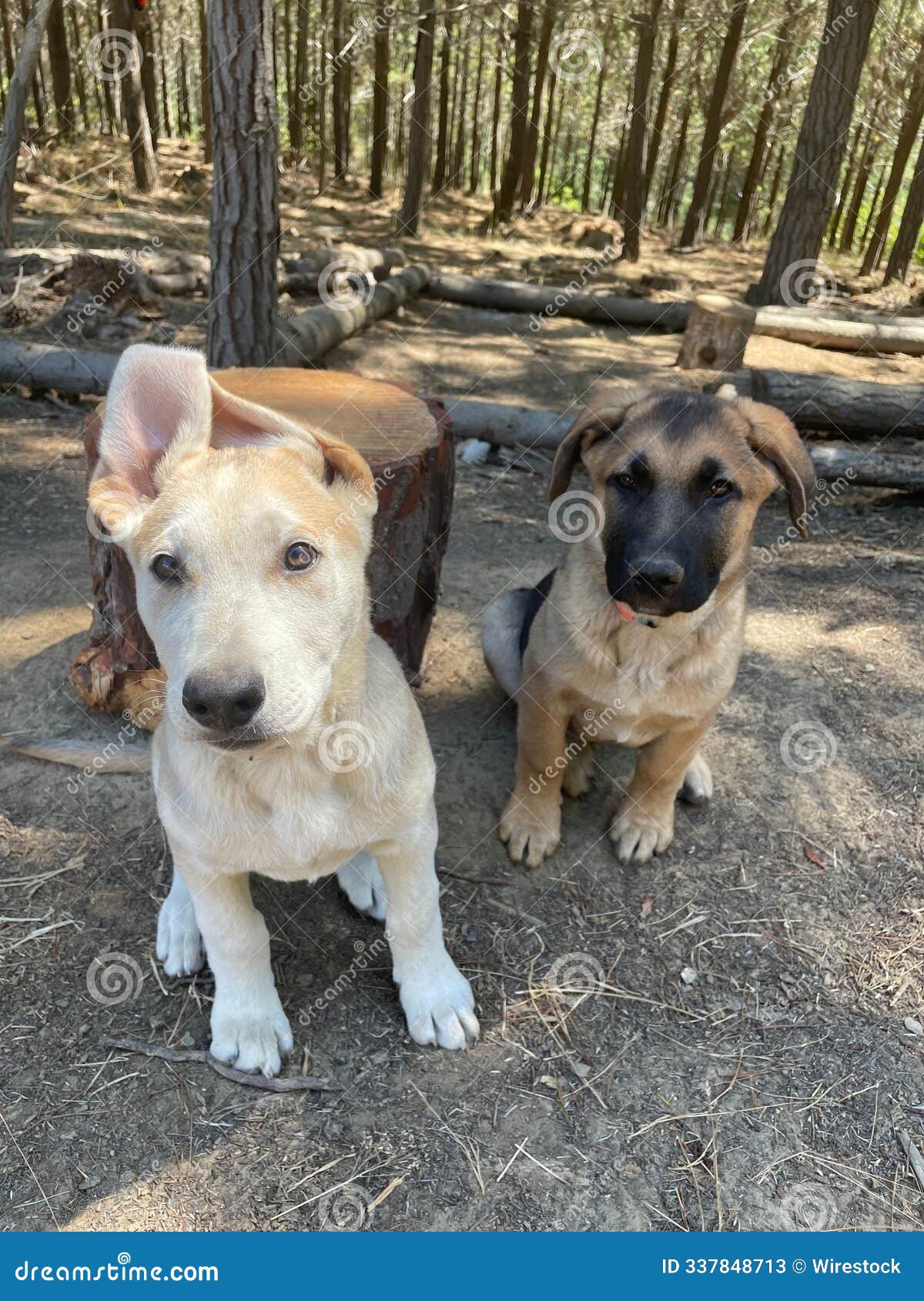 Two Adorable Puppies Sitting in a Forest Setting with Trees in the ...
