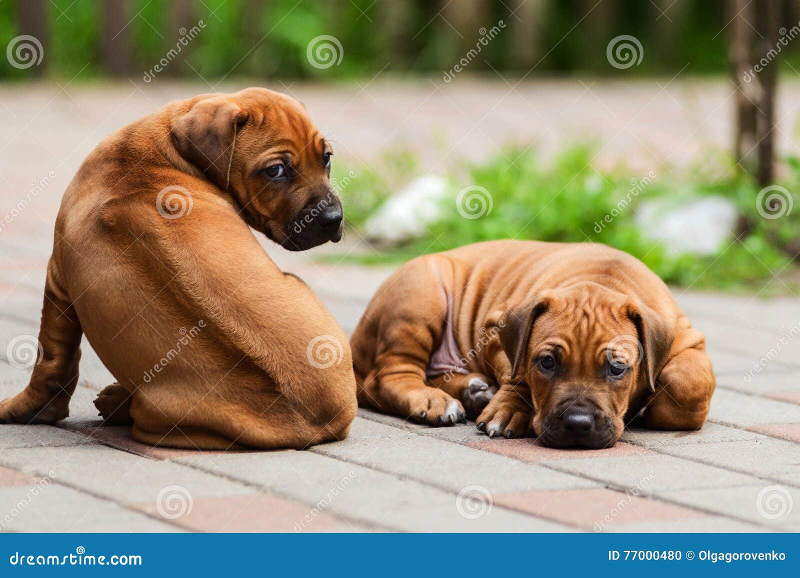 Two Adorable Rhodesian Ridgeback Resting at the Yard Stock Photo ...