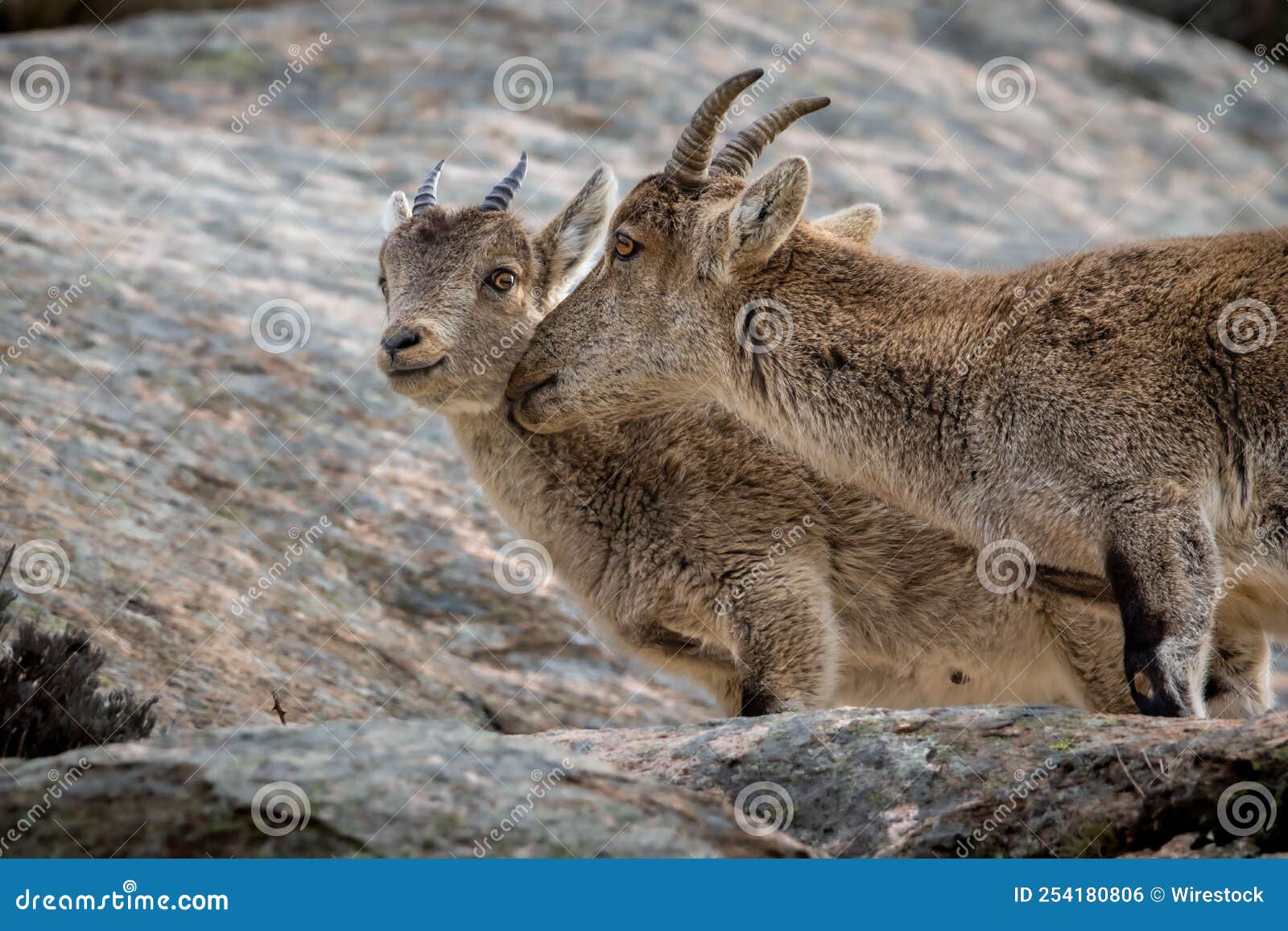 Two Adorable Spanish Ibex Cuddling on the Cliff Stock Photo - Image of ...