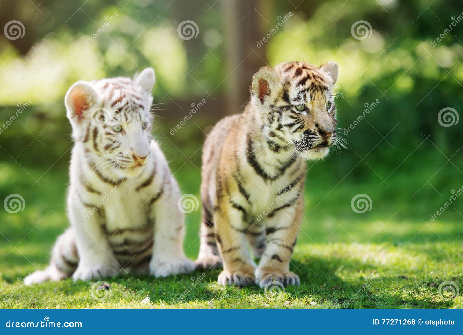 Two Adorable Tiger Cubs Outdoors Stock Photo - Image of amur, shelter ...