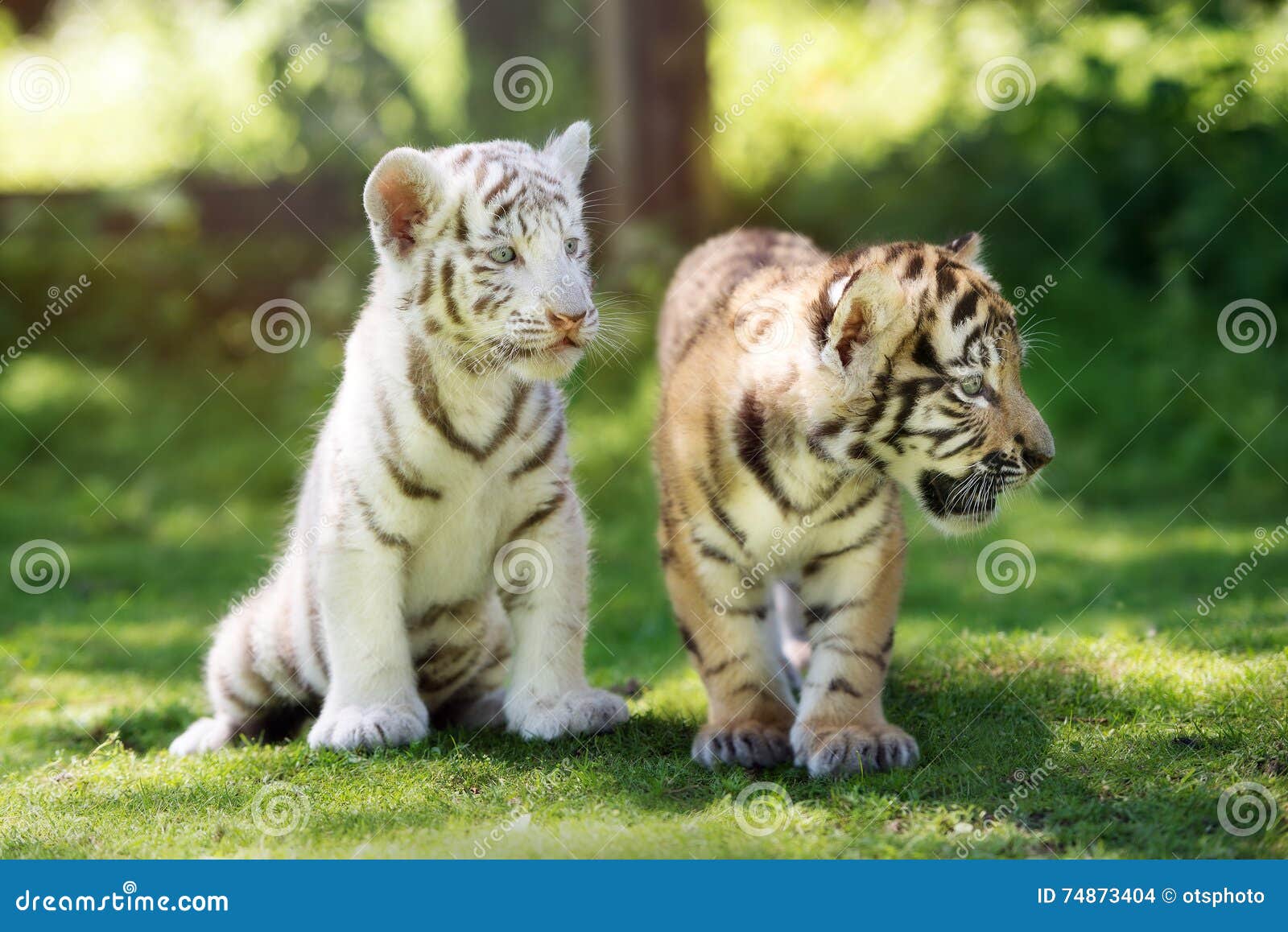 Two Adorable Tiger Cubs Outdoors Together Stock Photo - Image of ...