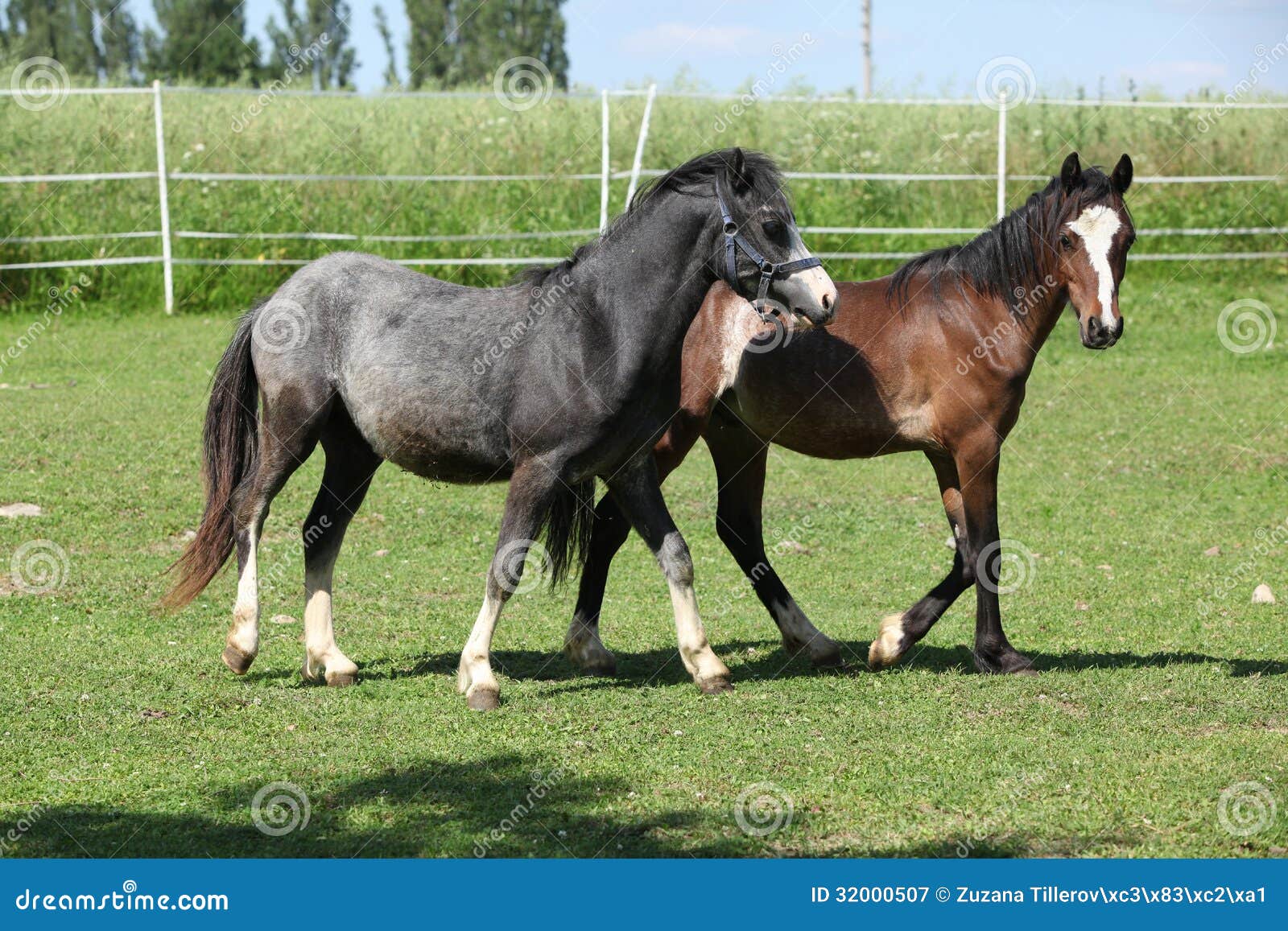 Two Adorable Welsh Pony Foals in Summer Stock Image - Image of outside ...