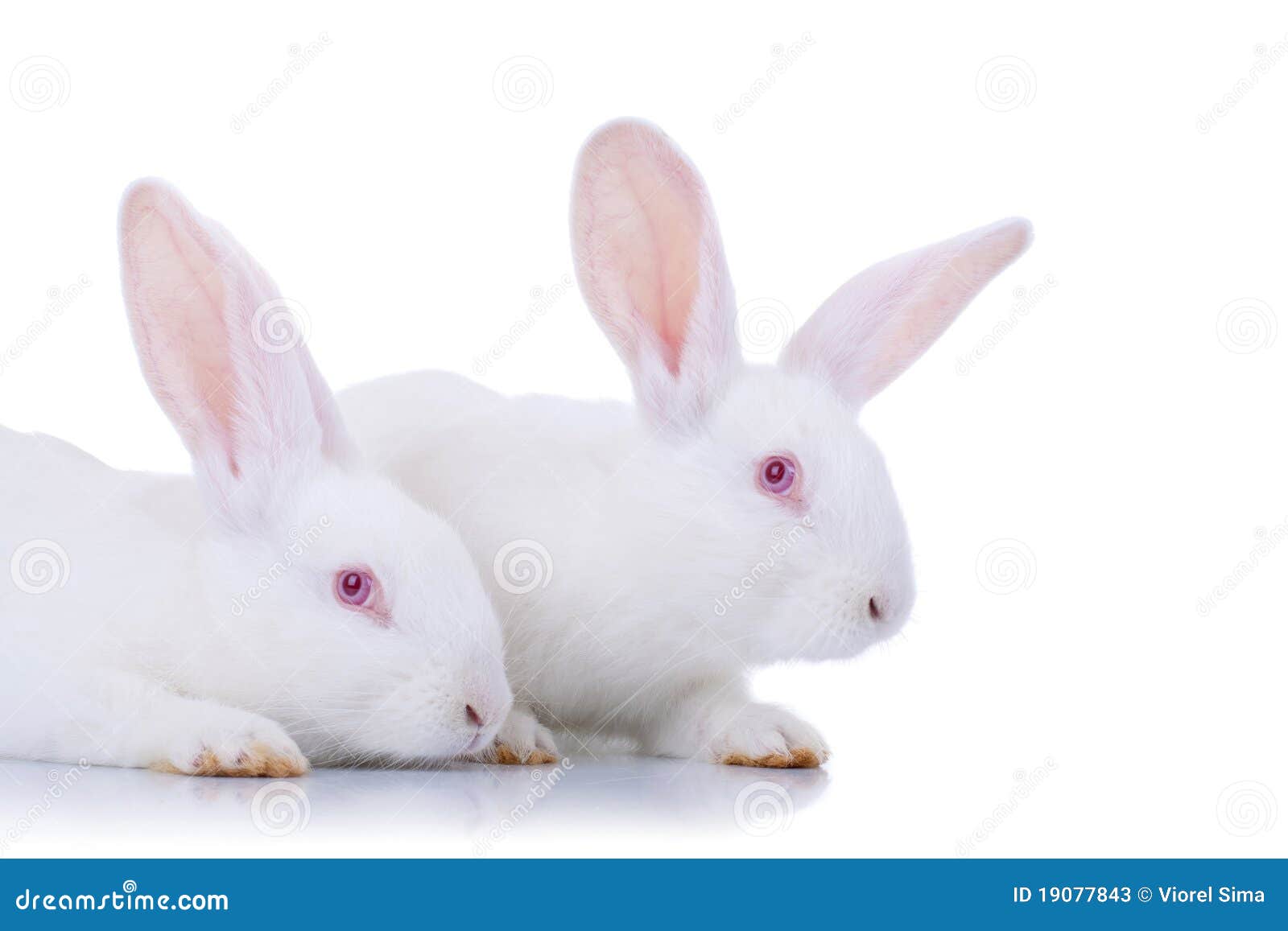 Two Adorable White Rabbits. Stock Image - Image of cute, side: 19077843