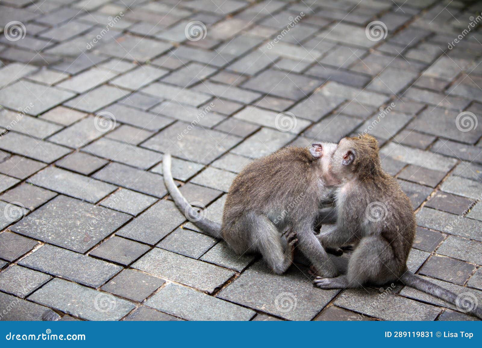 Two adorable wild monkeys stock image. Image of room - 289119831