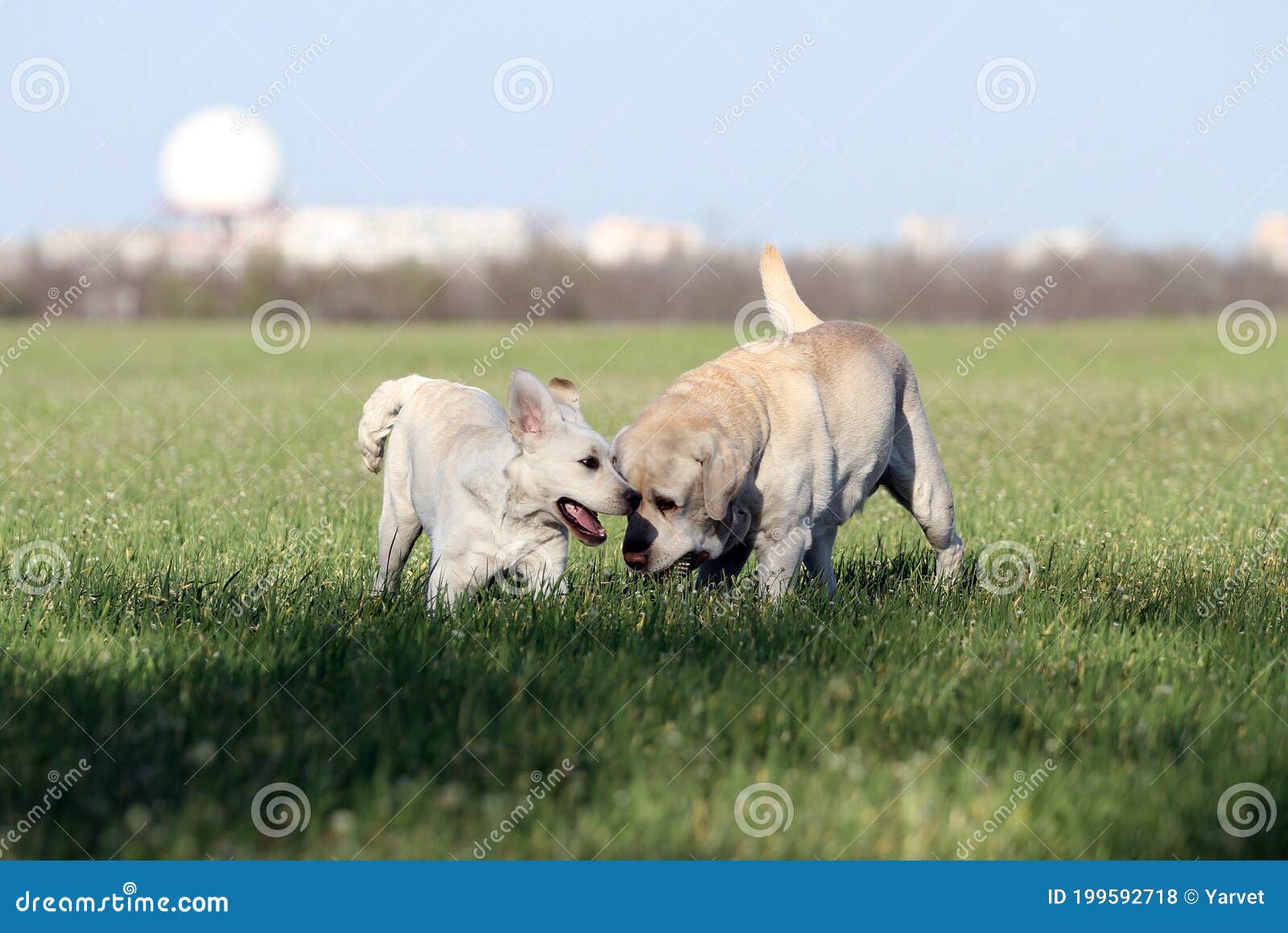 Two Adorable Yellow Labradors in the Park Stock Photo - Image of ...