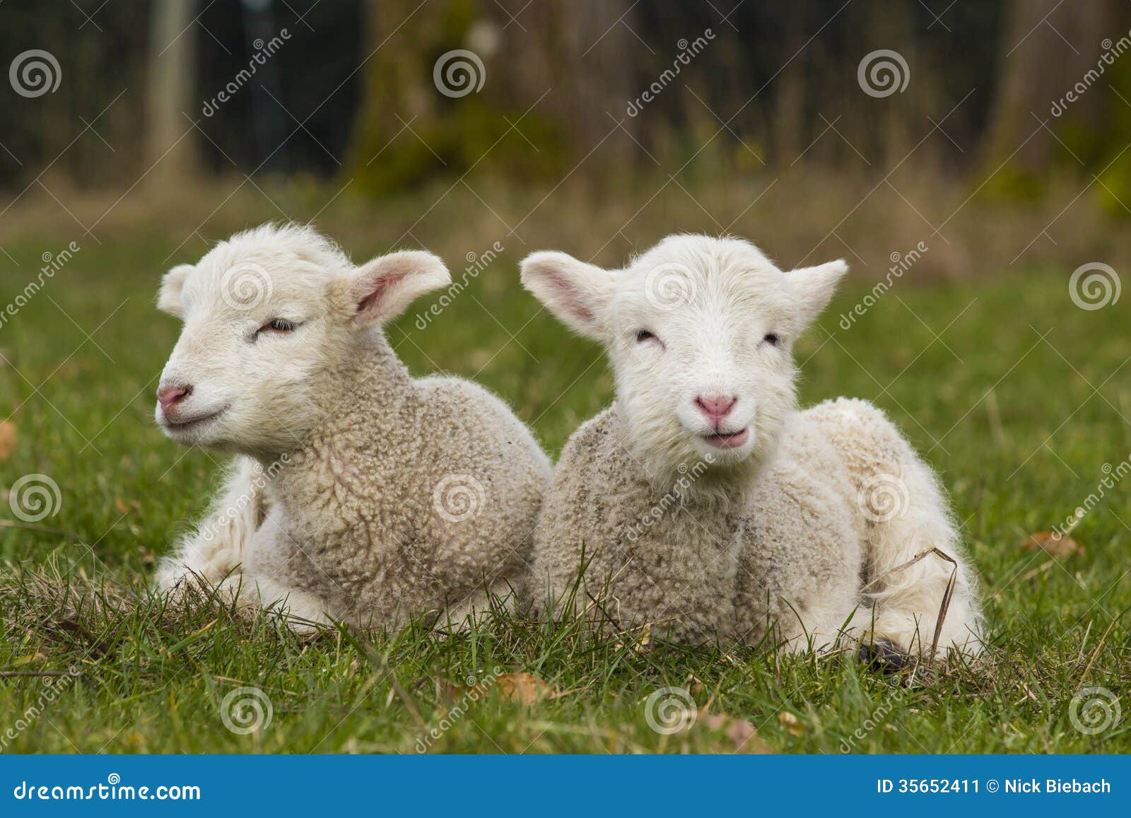 Two Adorable Young Lambs Relaxing in Grass Field Stock Image - Image of ...