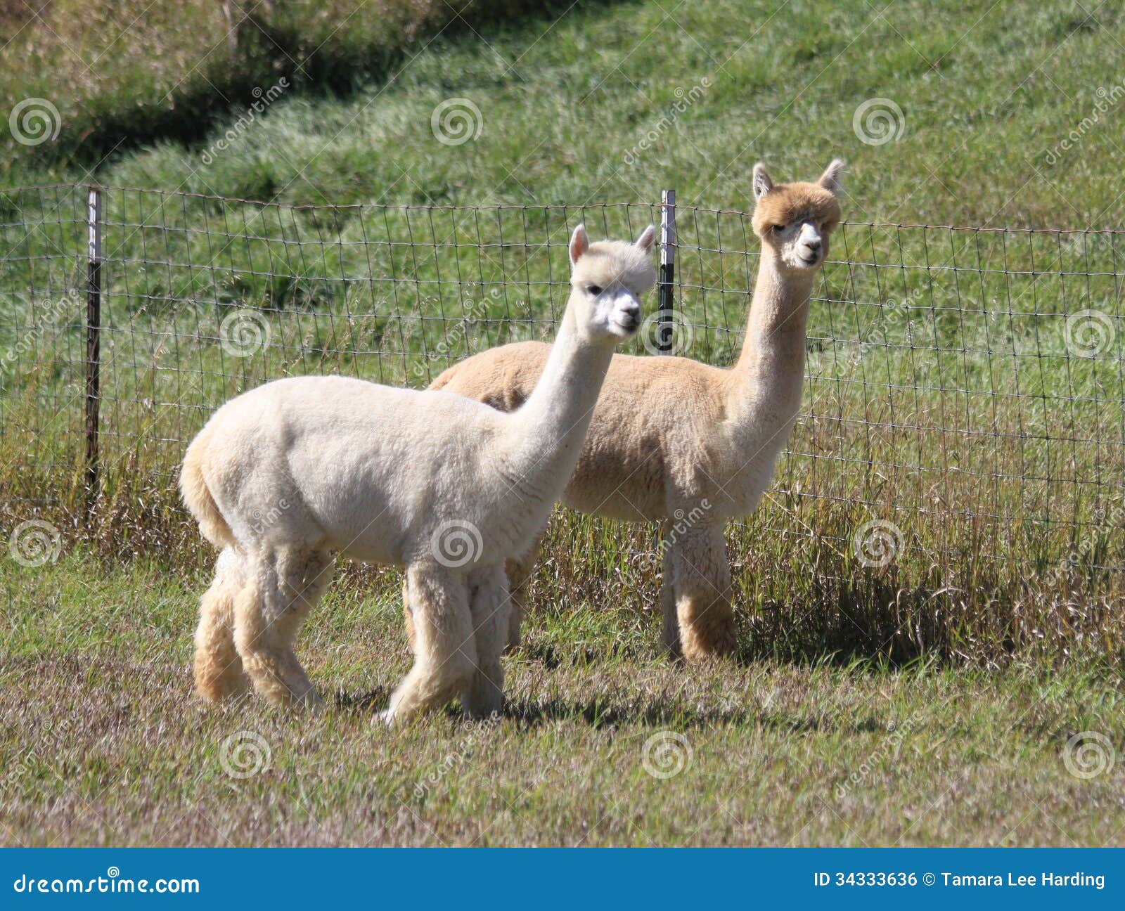 Two Adult Alpacas Royalty Free Stock Image - Image: 34333636