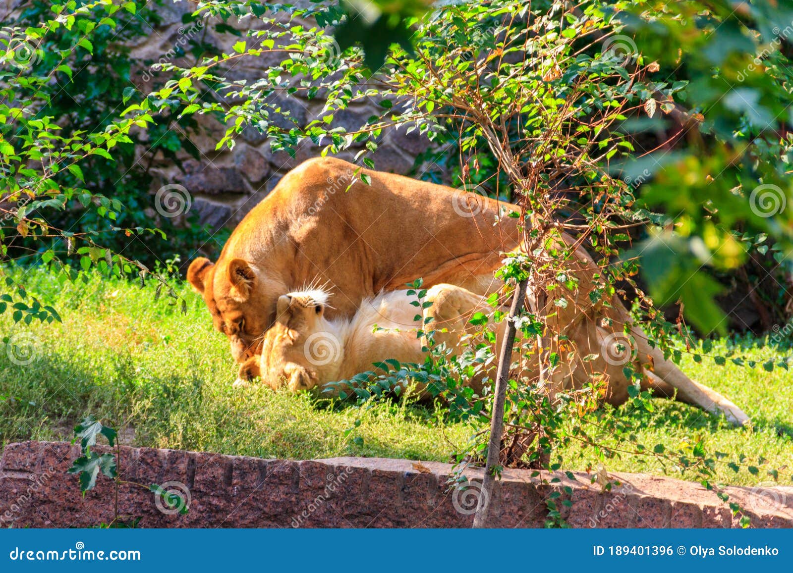 Two Adult Lionesses Fighting Stock Photo - Image of adult, look: 189401396