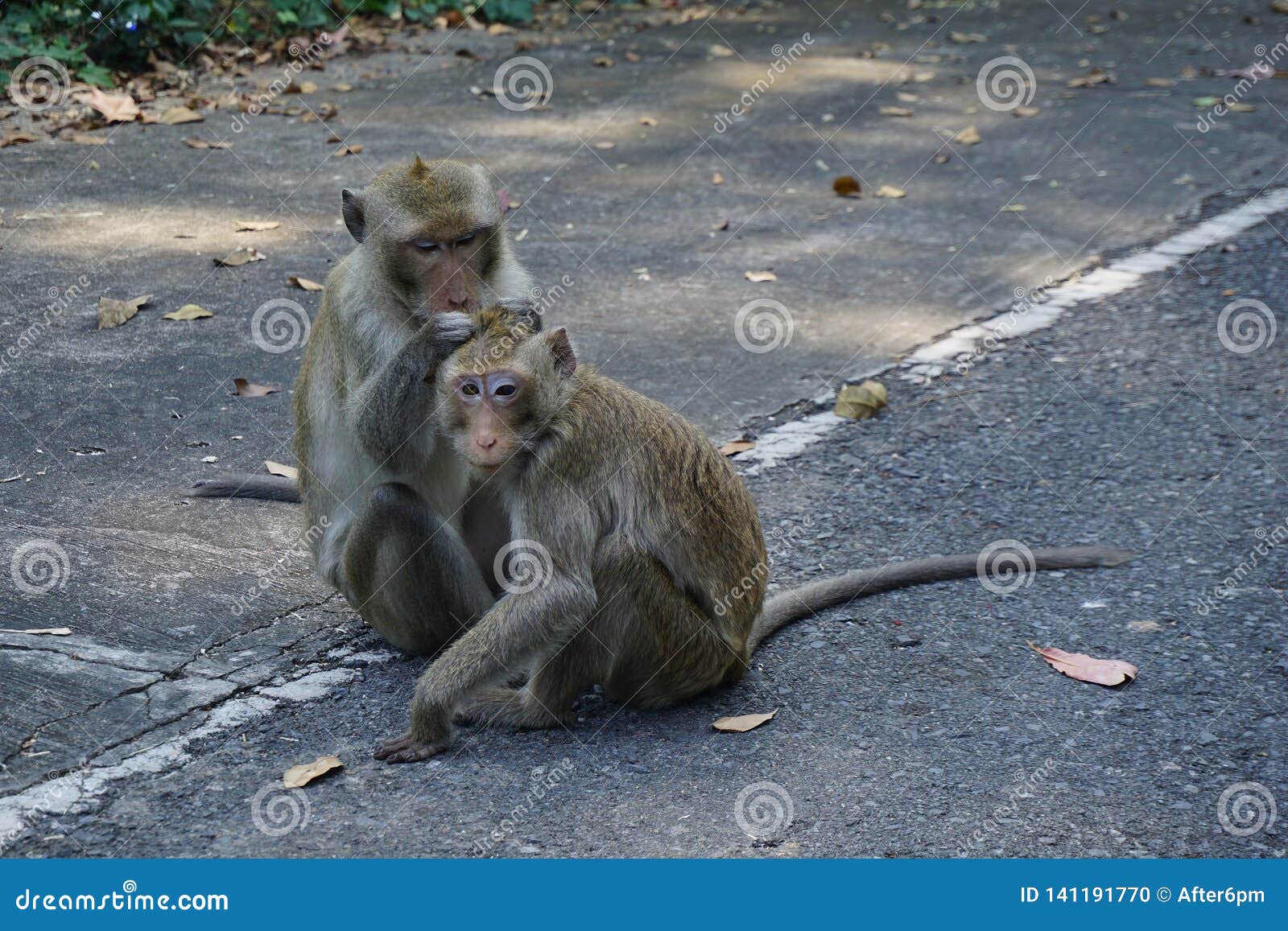 Two adult monkeys stock photo. Image of lice, beautiful - 141191770