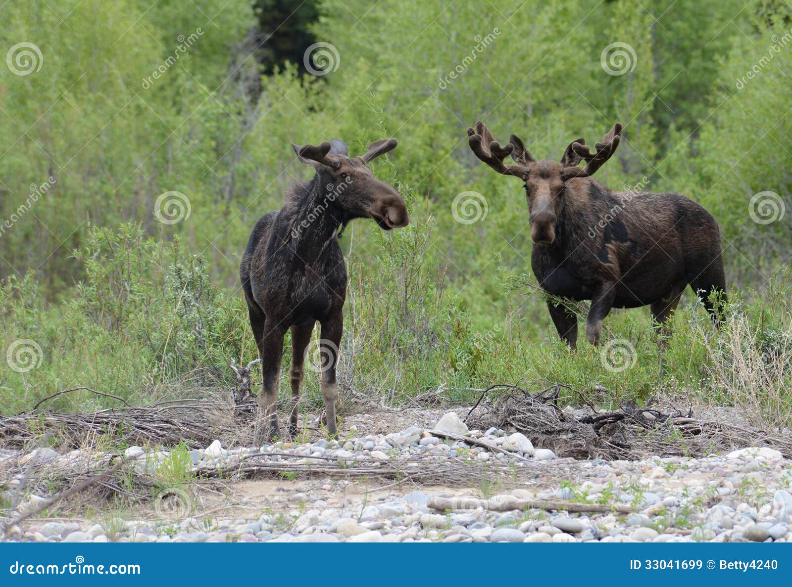 Two Adult Moose Graze by the River. Stock Image - Image of national ...
