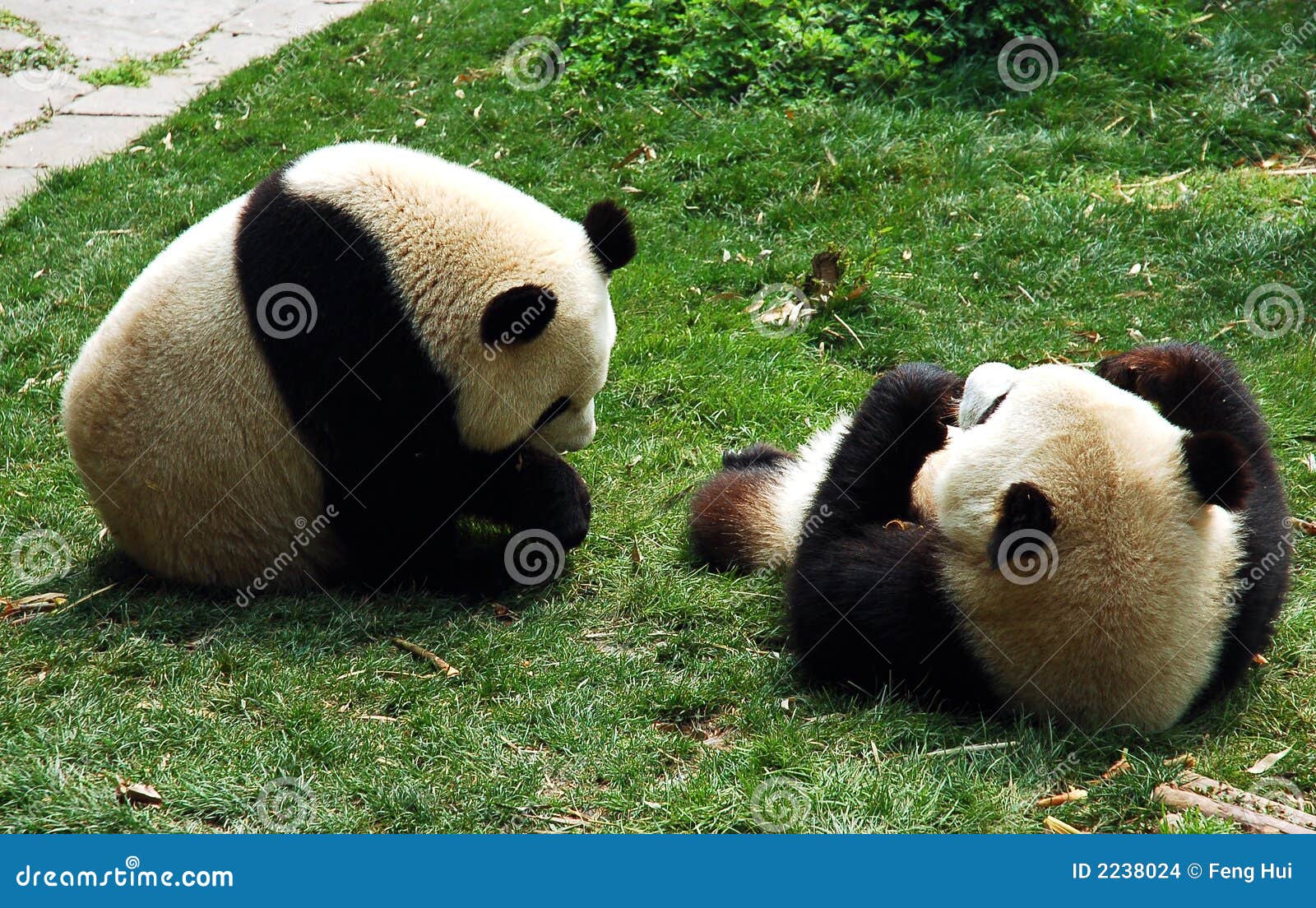 Two adult panda stock photo. Image of animal, endangered - 2238024