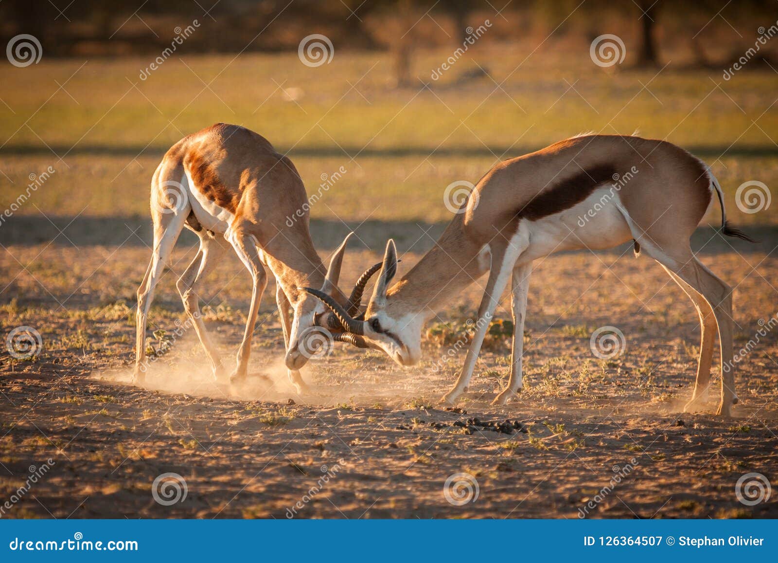 Two Adult Springbuck Rams Fighting. Stock Image - Image of beautiful ...