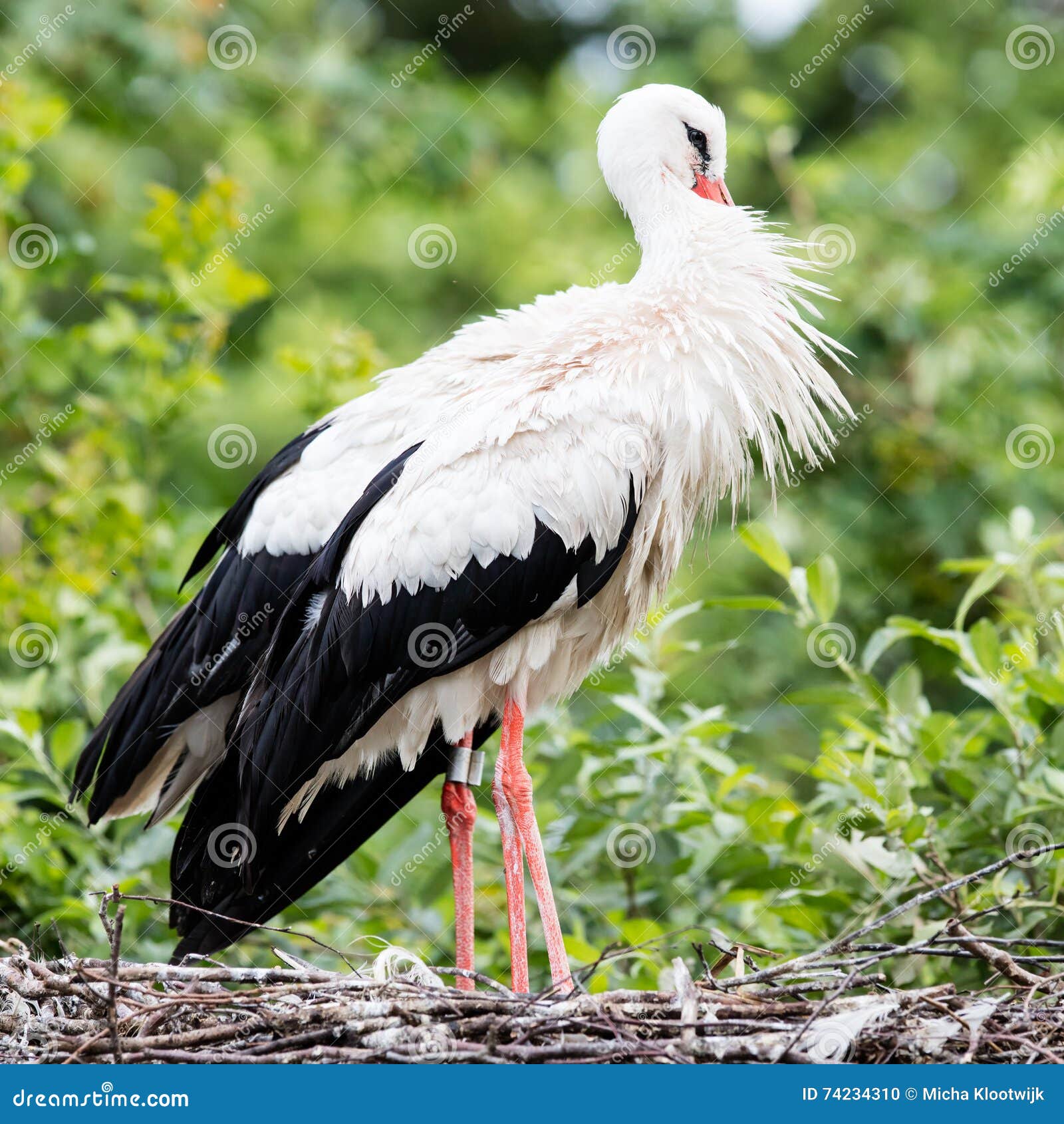 Two adult storks stock photo. Image of beak, ringed, outdoor - 74234310