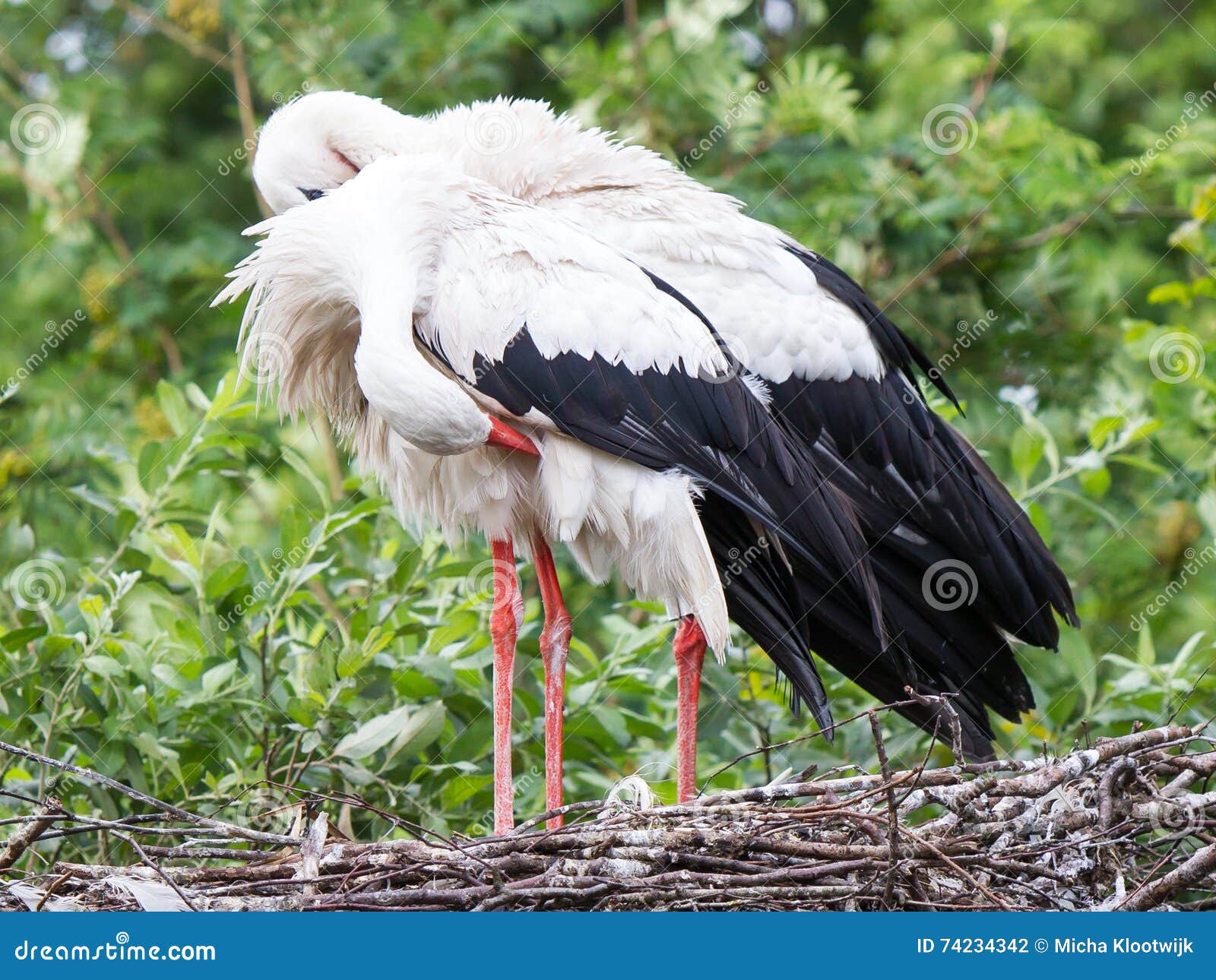 Two adult storks stock photo. Image of nest, ring, wildlife - 74234342