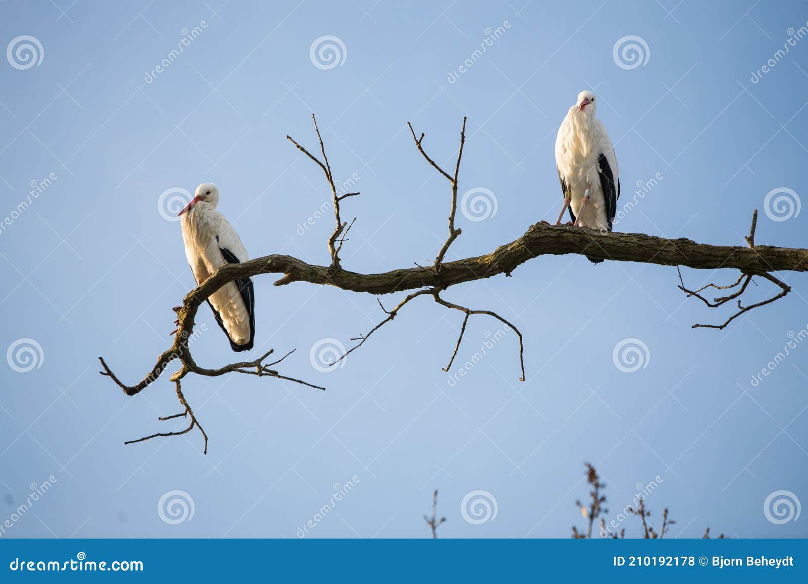 Two Storks in a tree stock photo. Image of wing, beak - 210192178